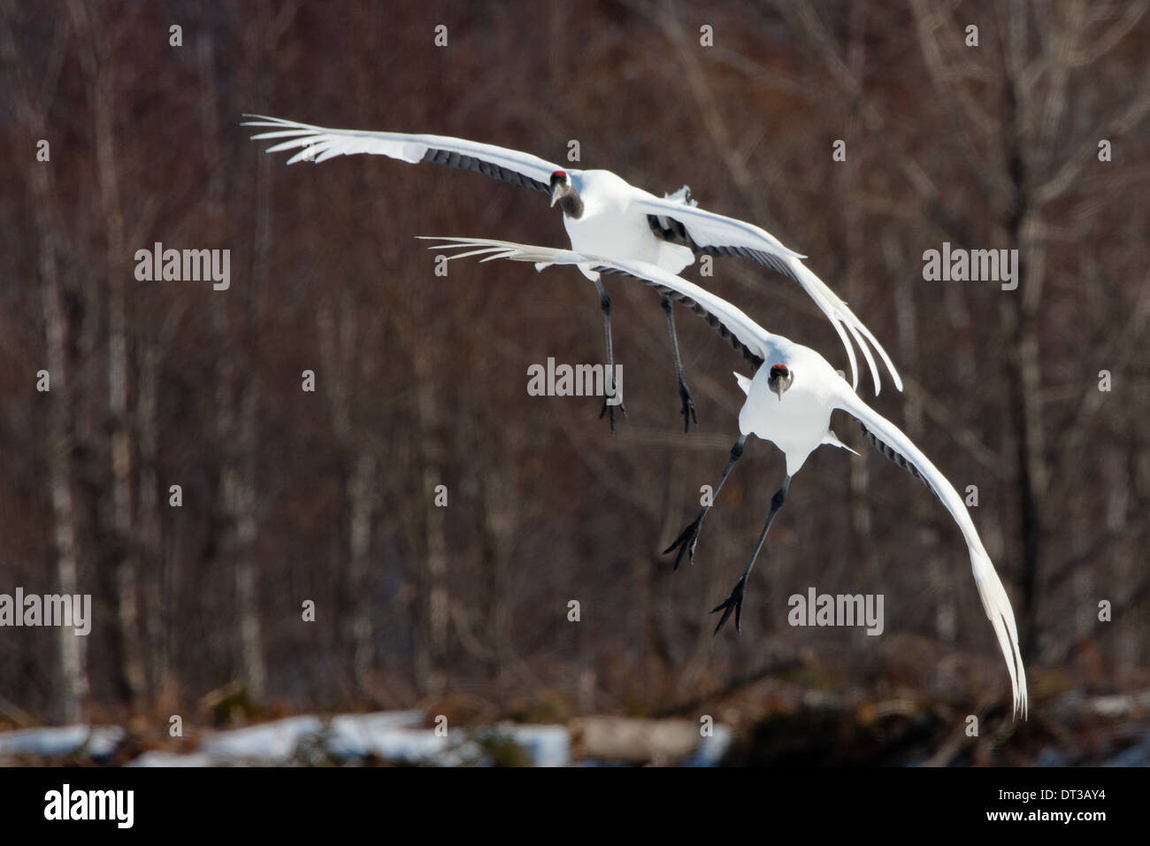 Japanese cranes hi-res stock photography and images - Alamy