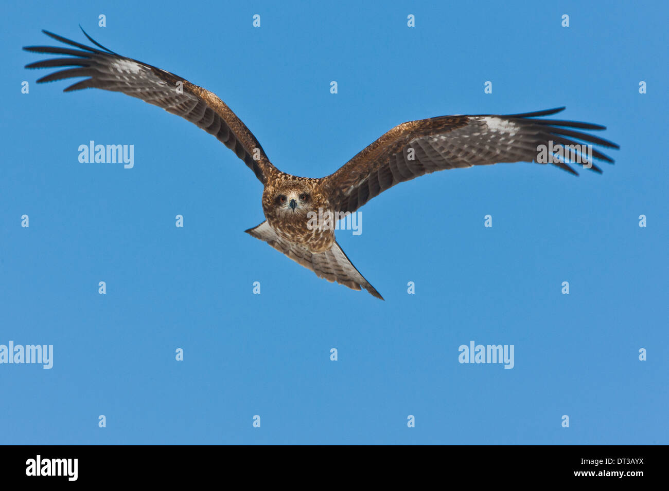 Common in japan hi-res stock photography and images - Alamy