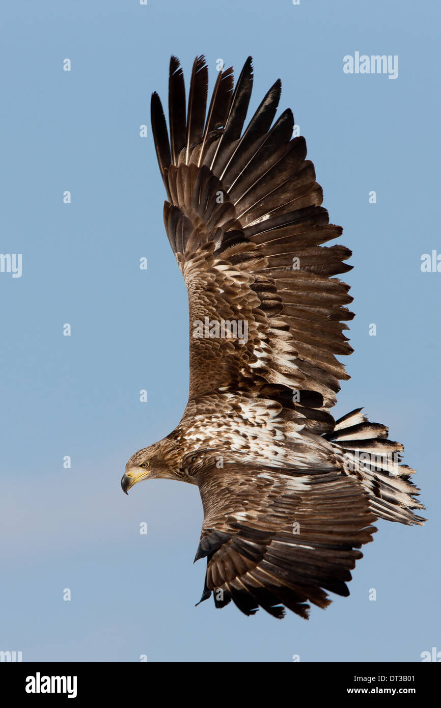 Common buzzard in flight, Hokkaido, Japan Stock Photo - Alamy