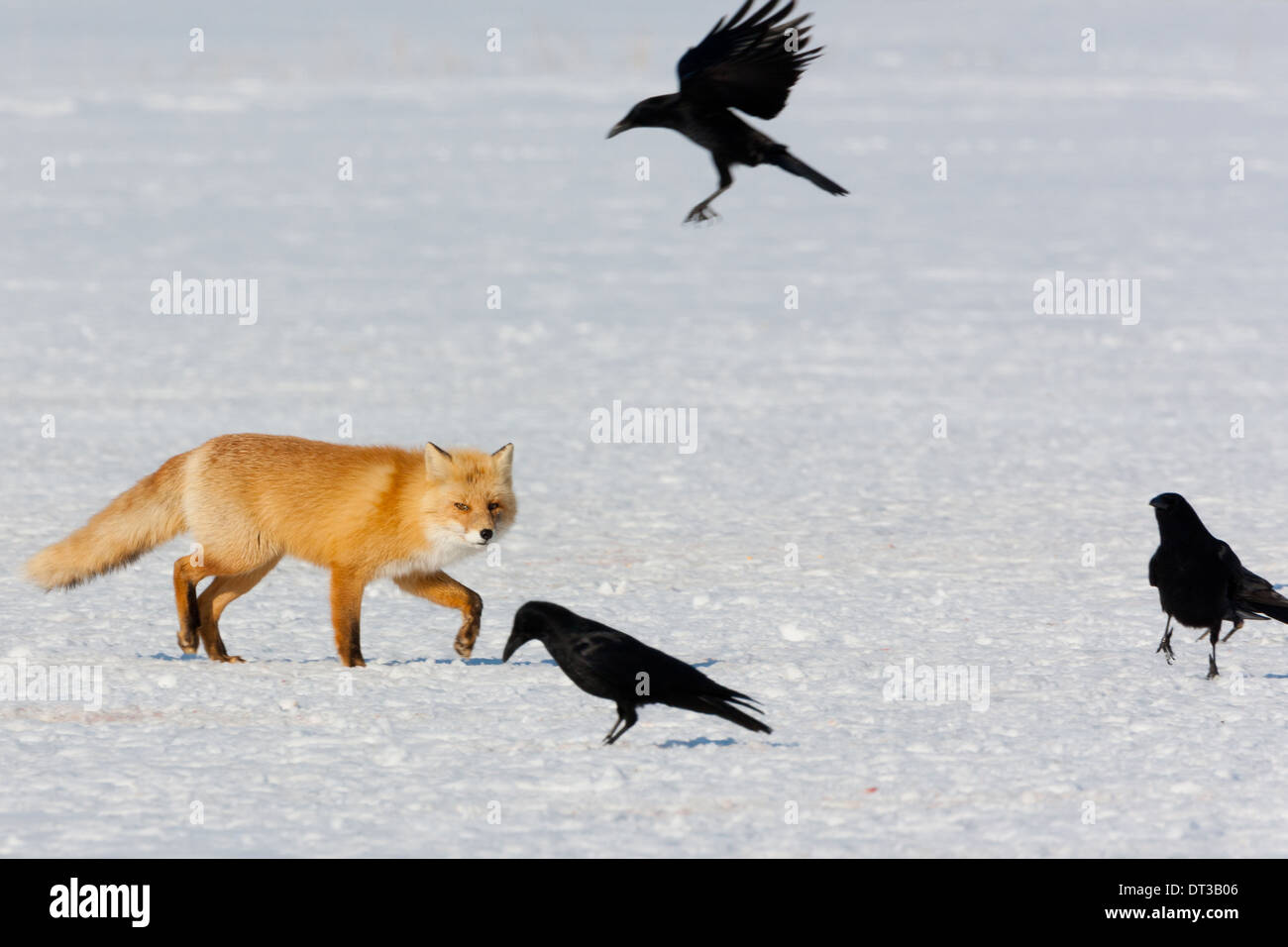 Fox and crow hi-res stock photography and images - Alamy