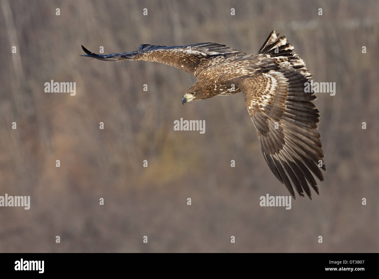 Japan flight hi-res stock photography and images - Alamy
