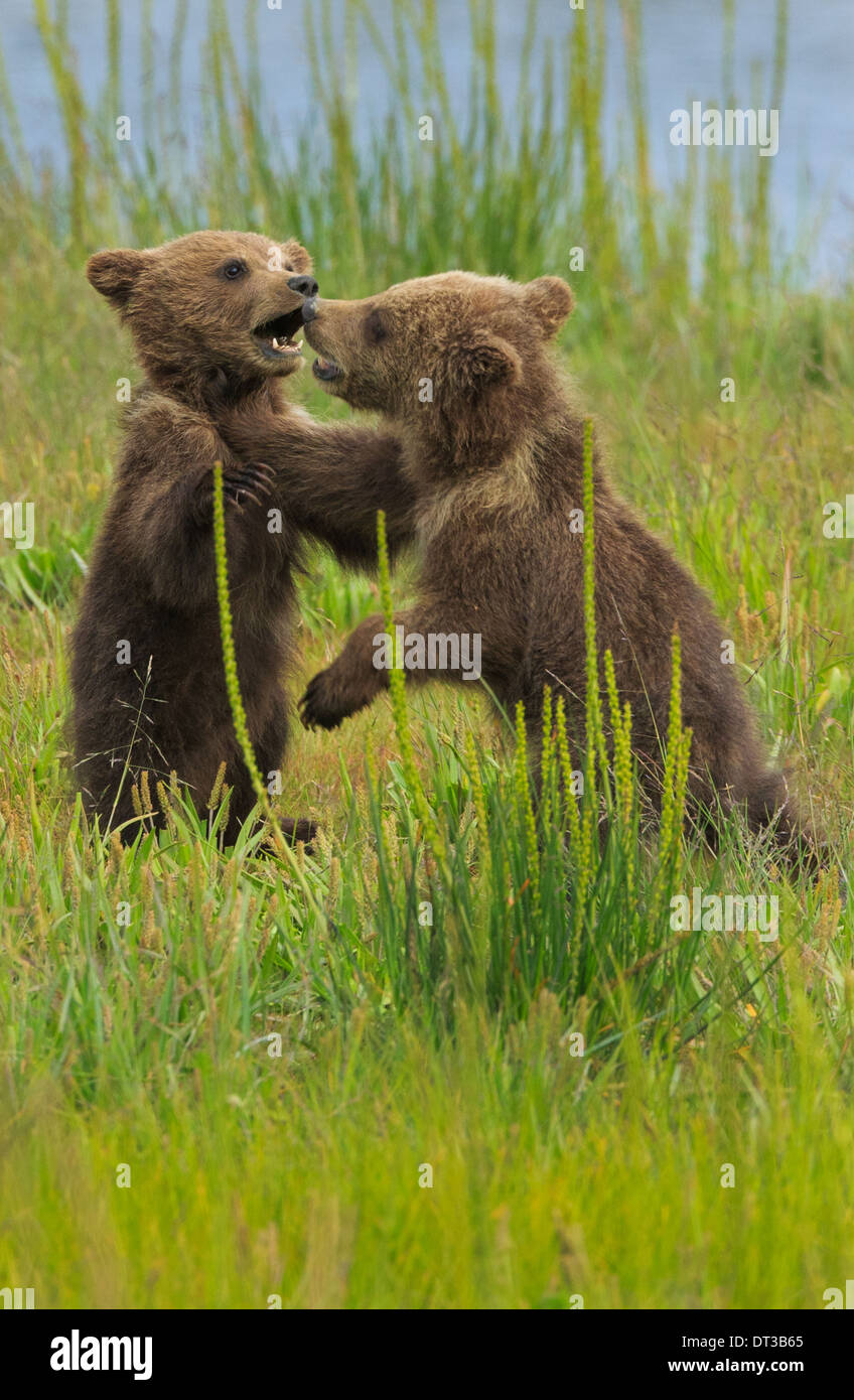 Alaska bear skin hi-res stock photography and images - Alamy