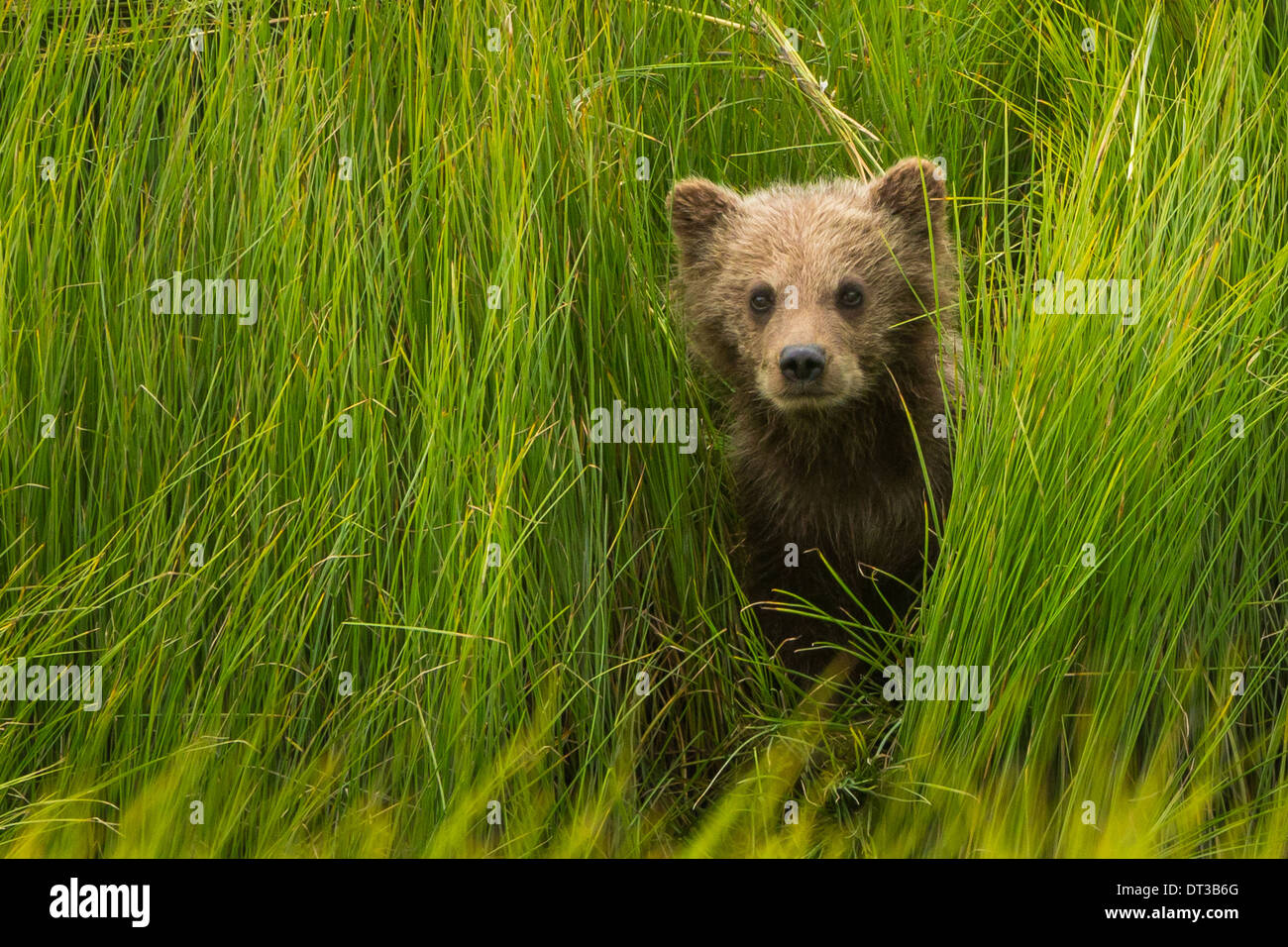 Brown bear cub, Lake Clark National Park, Alaska, USA Stock Photo - Alamy