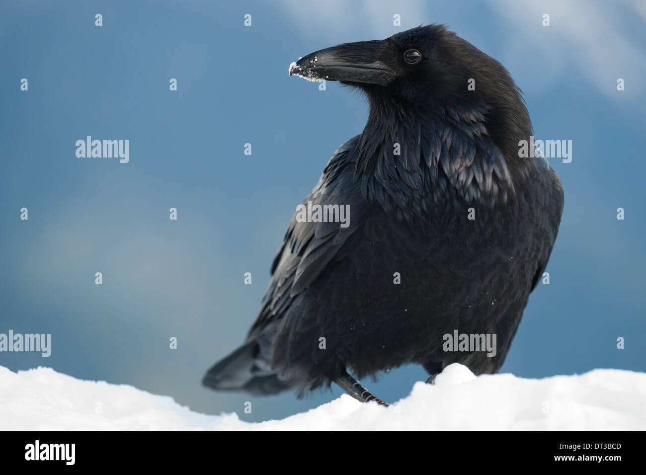 Raven snow hi-res stock photography and images - Alamy