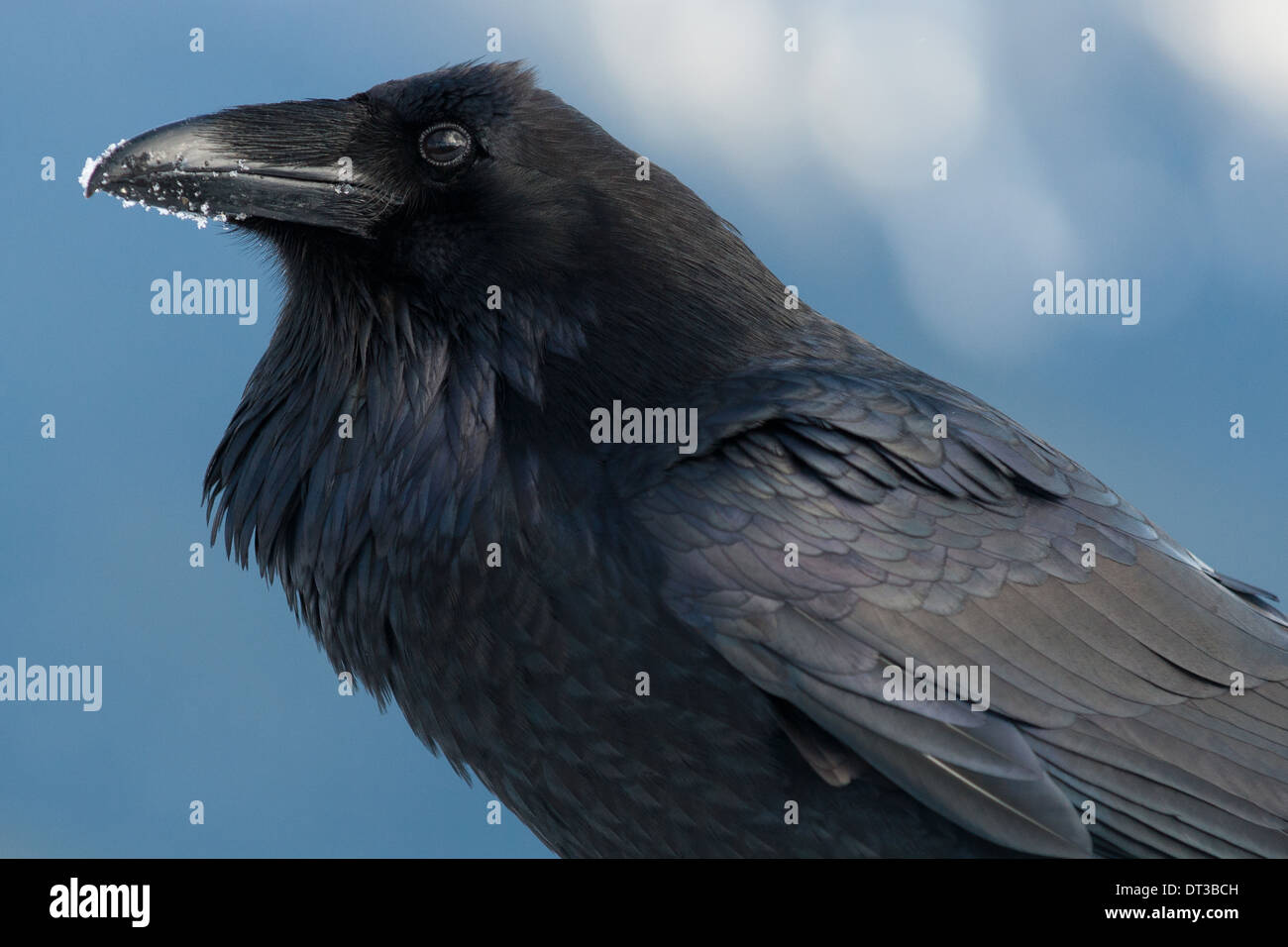 Raven snow hi-res stock photography and images - Alamy