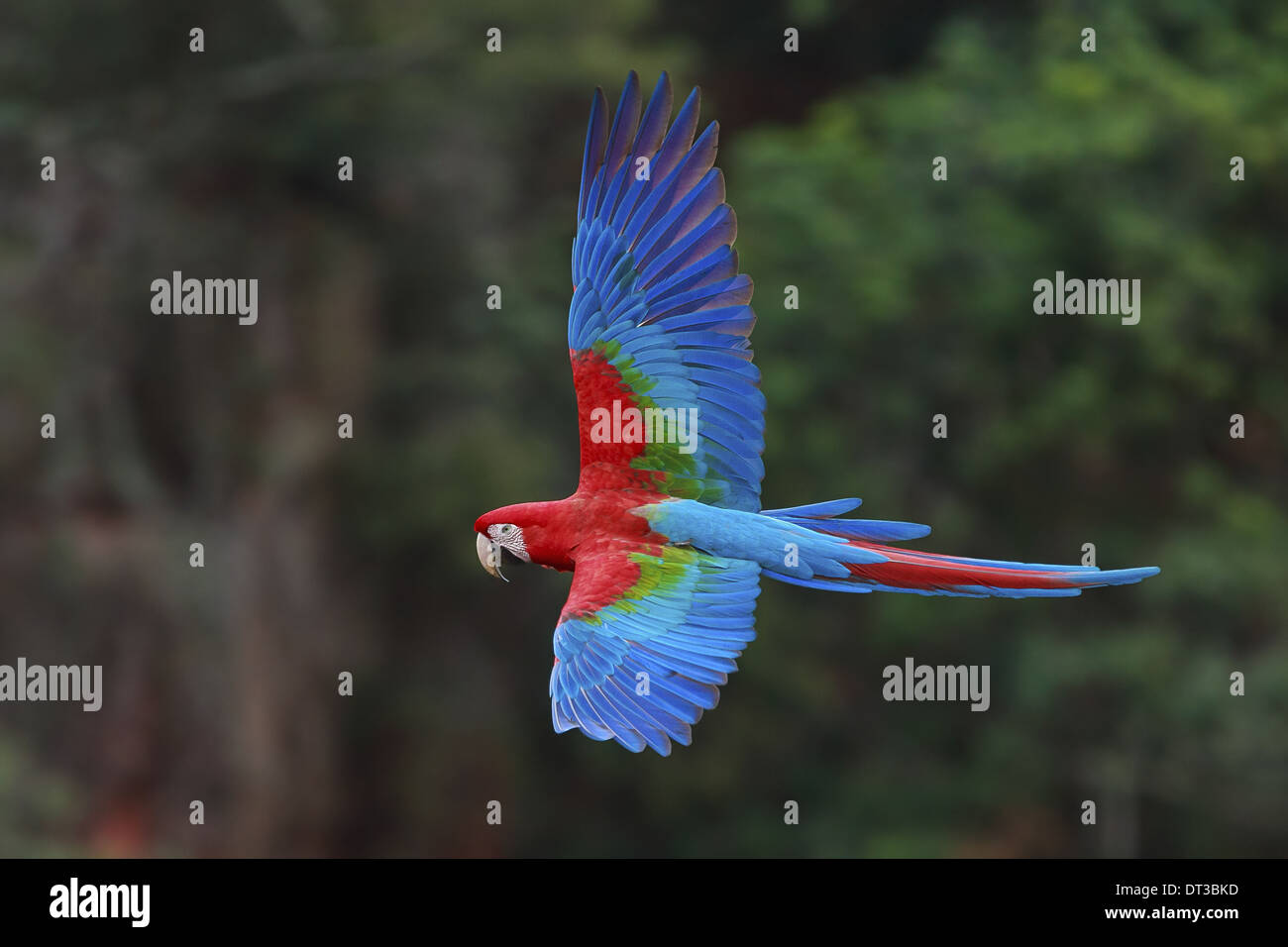 Araras brazil hi-res stock photography and images - Alamy