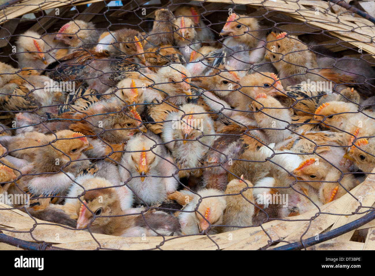 China chicken market hi-res stock photography and images - Alamy