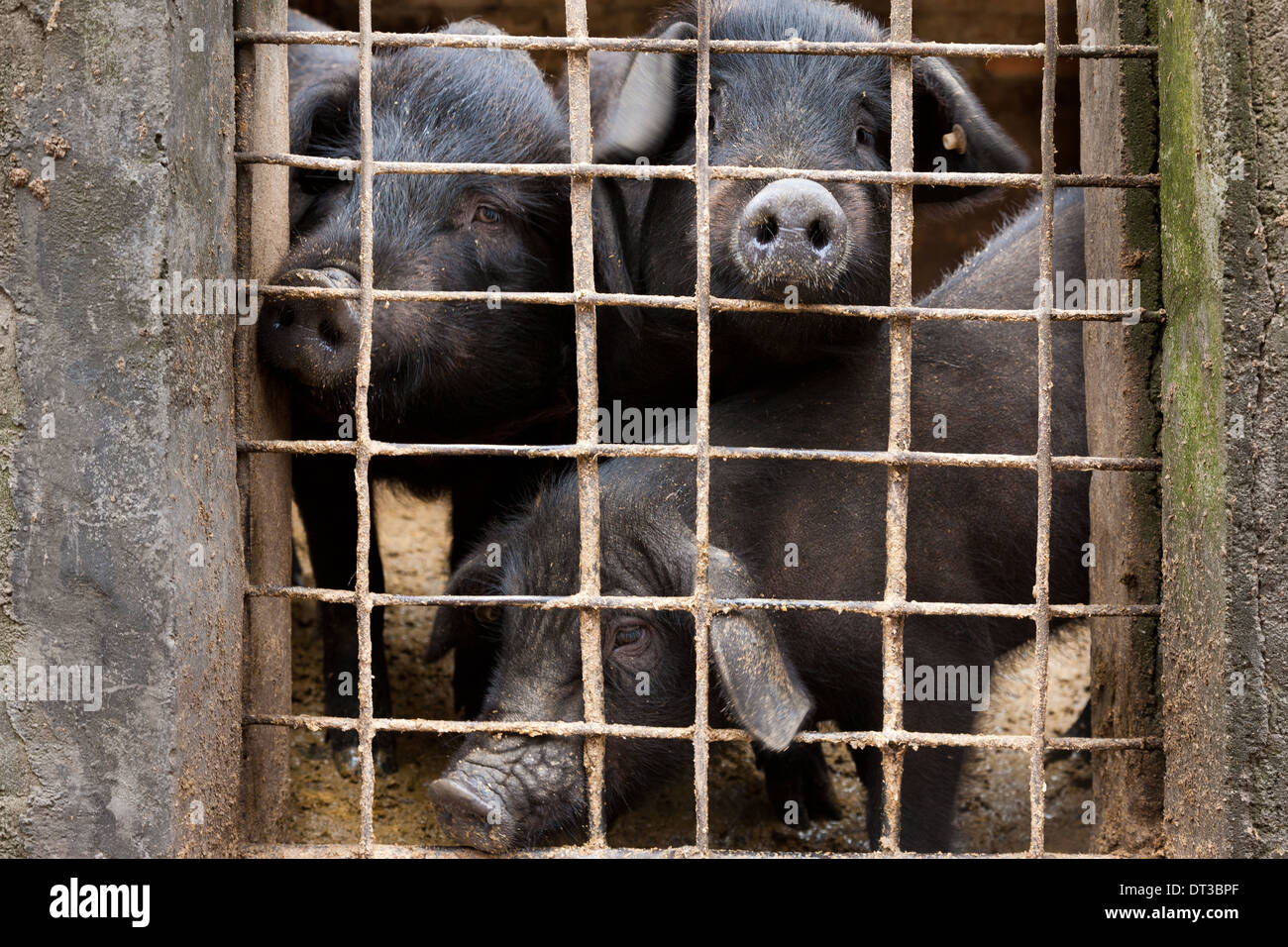 Yuanyang china hi-res stock photography and images - Alamy