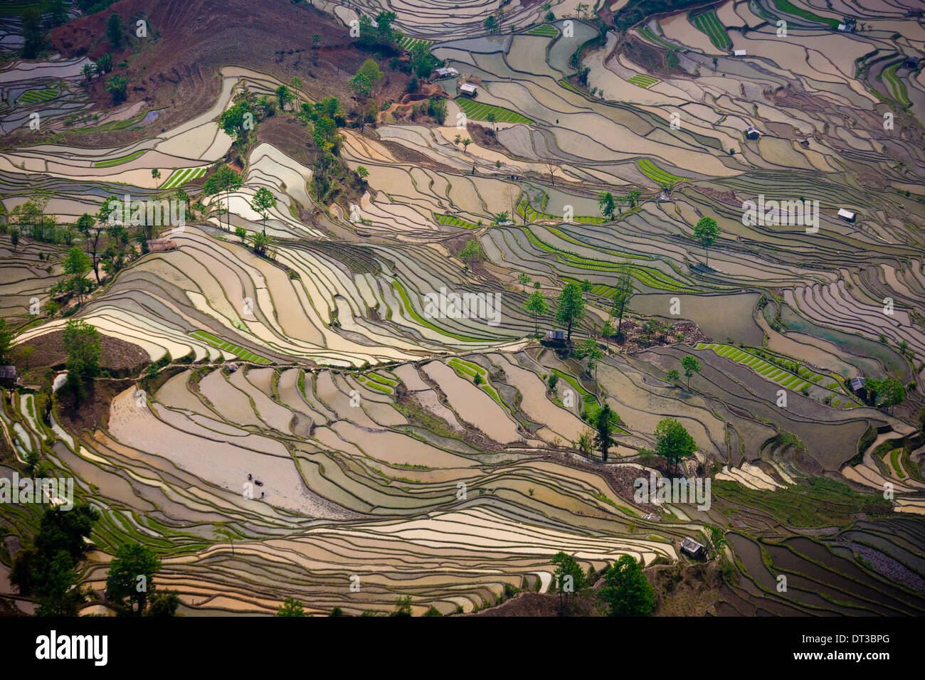 Yuanyang hi-res stock photography and images - Alamy