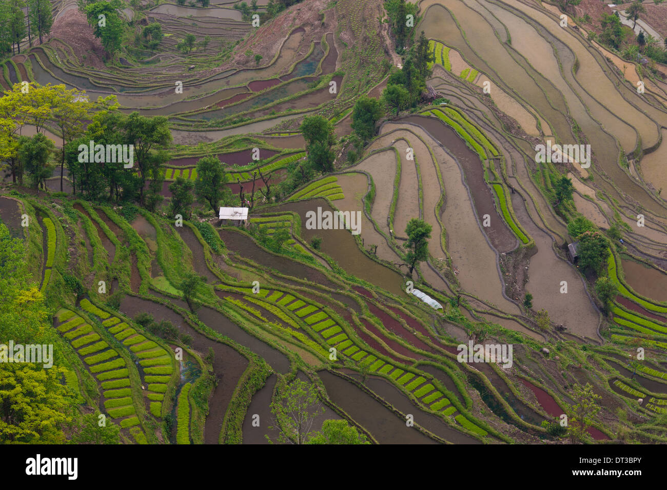 Terraced rice fields, Yuanyang, China Stock Photo - Alamy