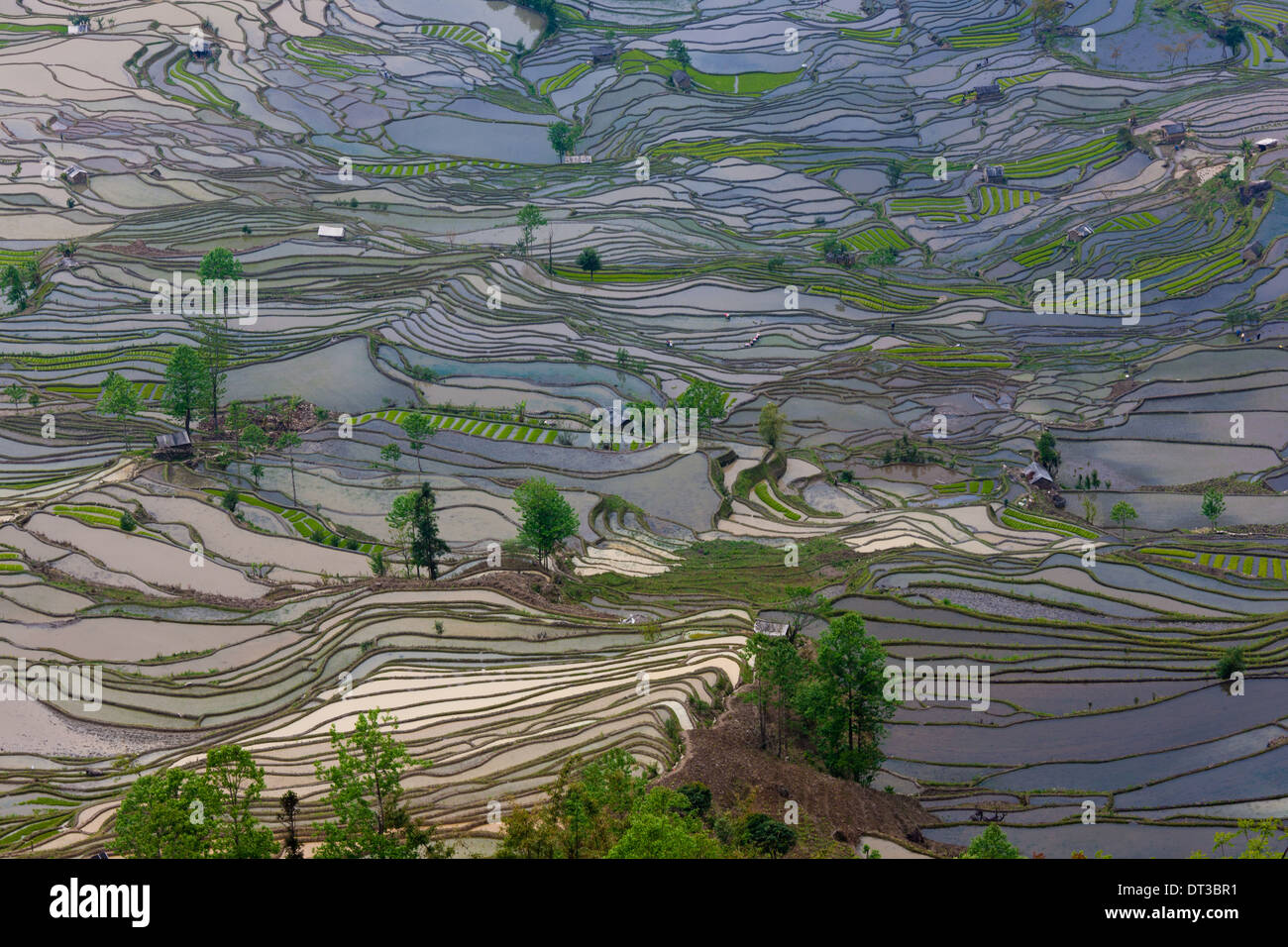 Terraced rice fields, Yuanyang, China Stock Photo - Alamy