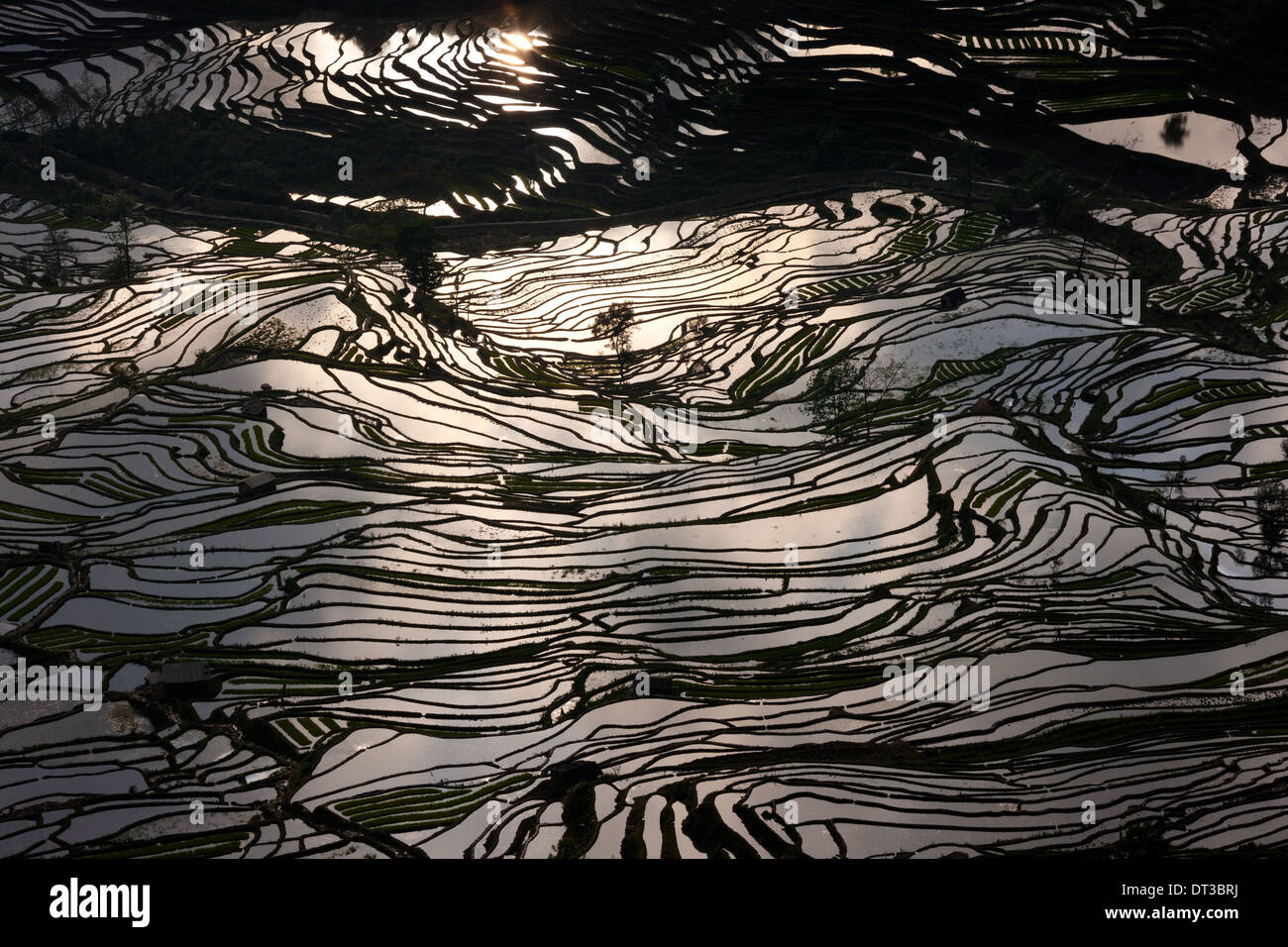 Terraced rice fields, Yuanyang, China Stock Photo - Alamy