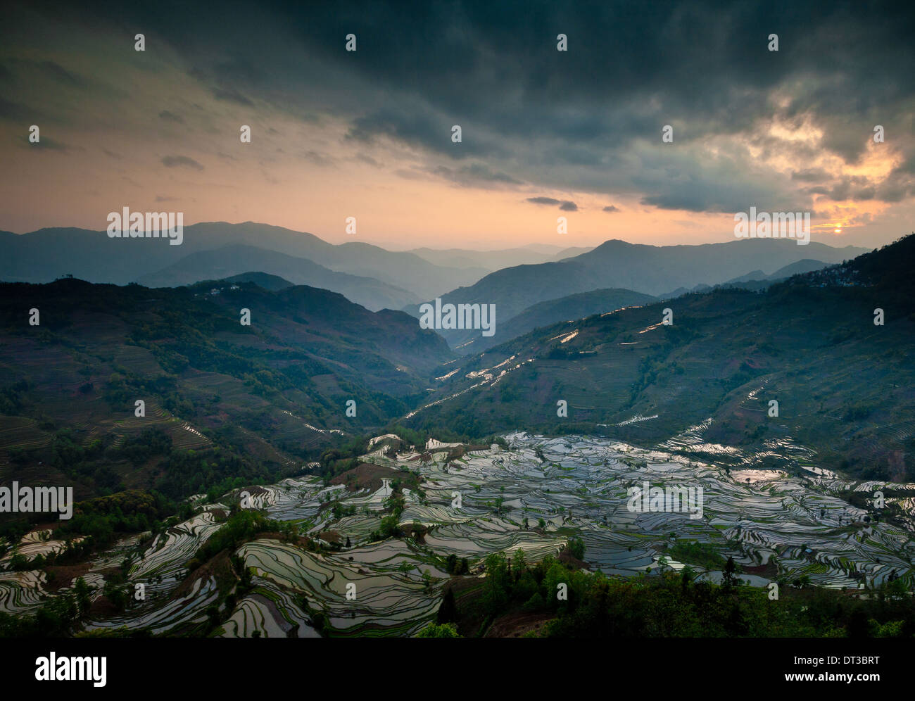 Terraced rice fields, Yuanyang, China Stock Photo - Alamy