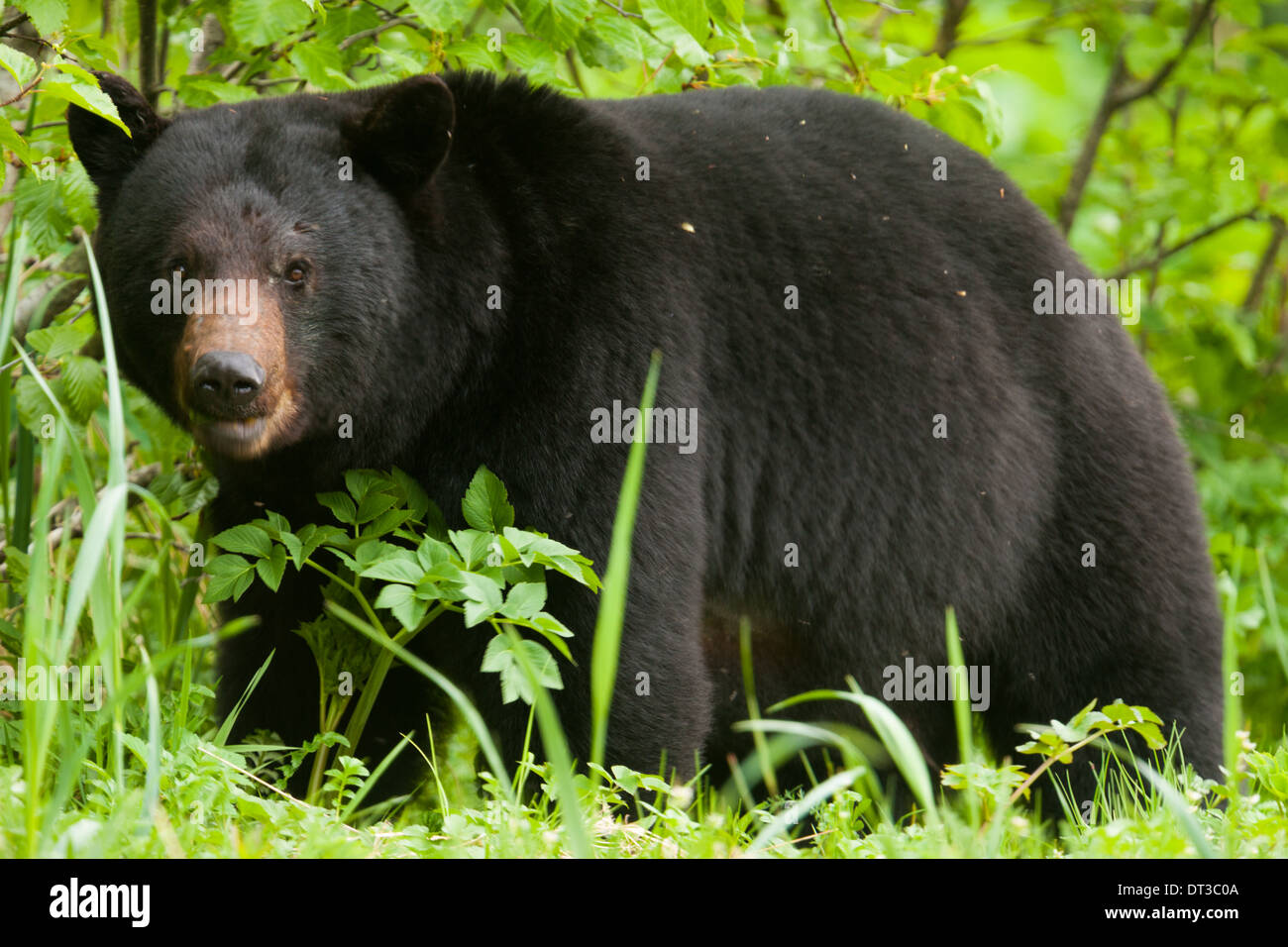 Black bear, Glacier National Park and Preserve, Alaska, USA Stock Photo ...