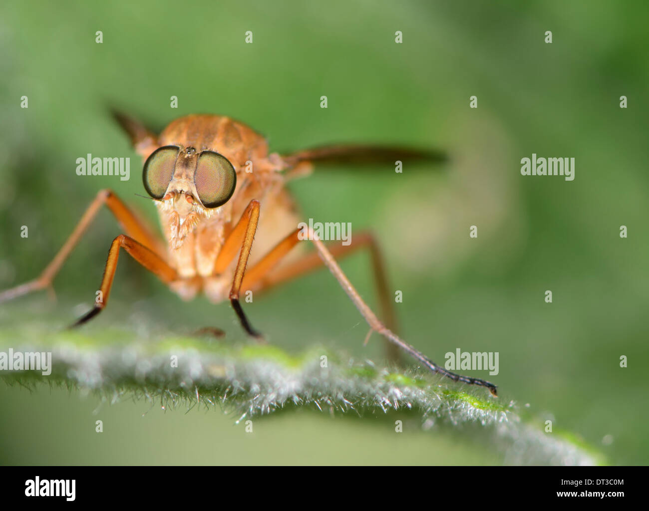 Horse fly hi-res stock photography and images - Alamy