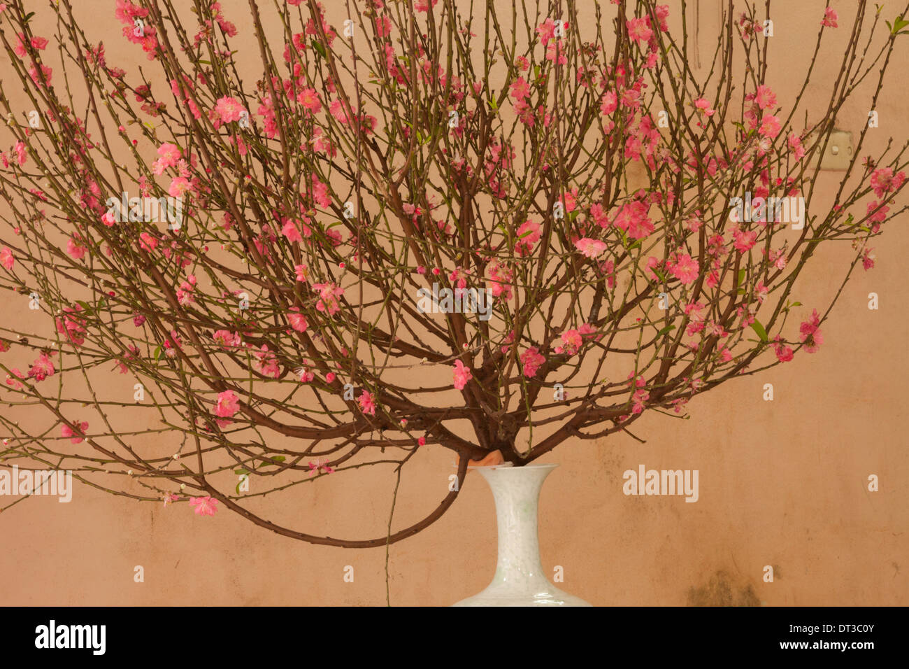 Spring blossoms hanoi vietnam hi-res stock photography and images - Alamy