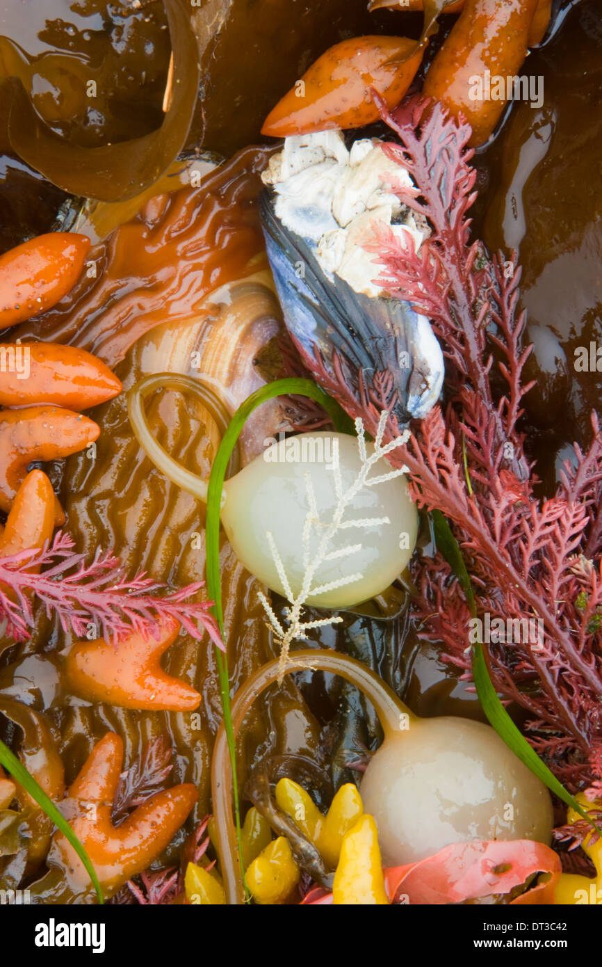 Seaweed, kelp, and sea shells on the coast of Alaska Stock Photo - Alamy