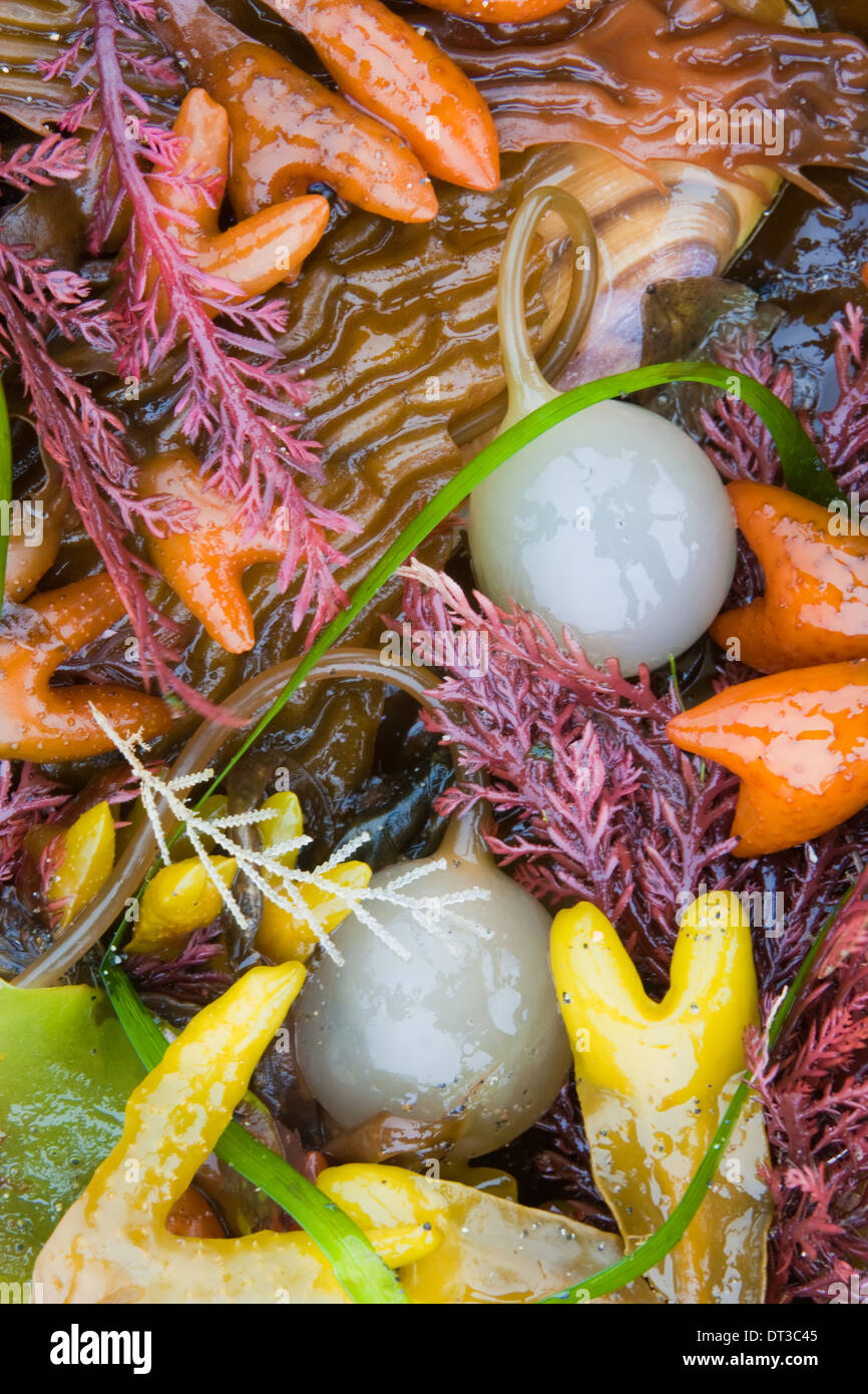 Seaweed kelp sea shells on hi-res stock photography and images - Alamy