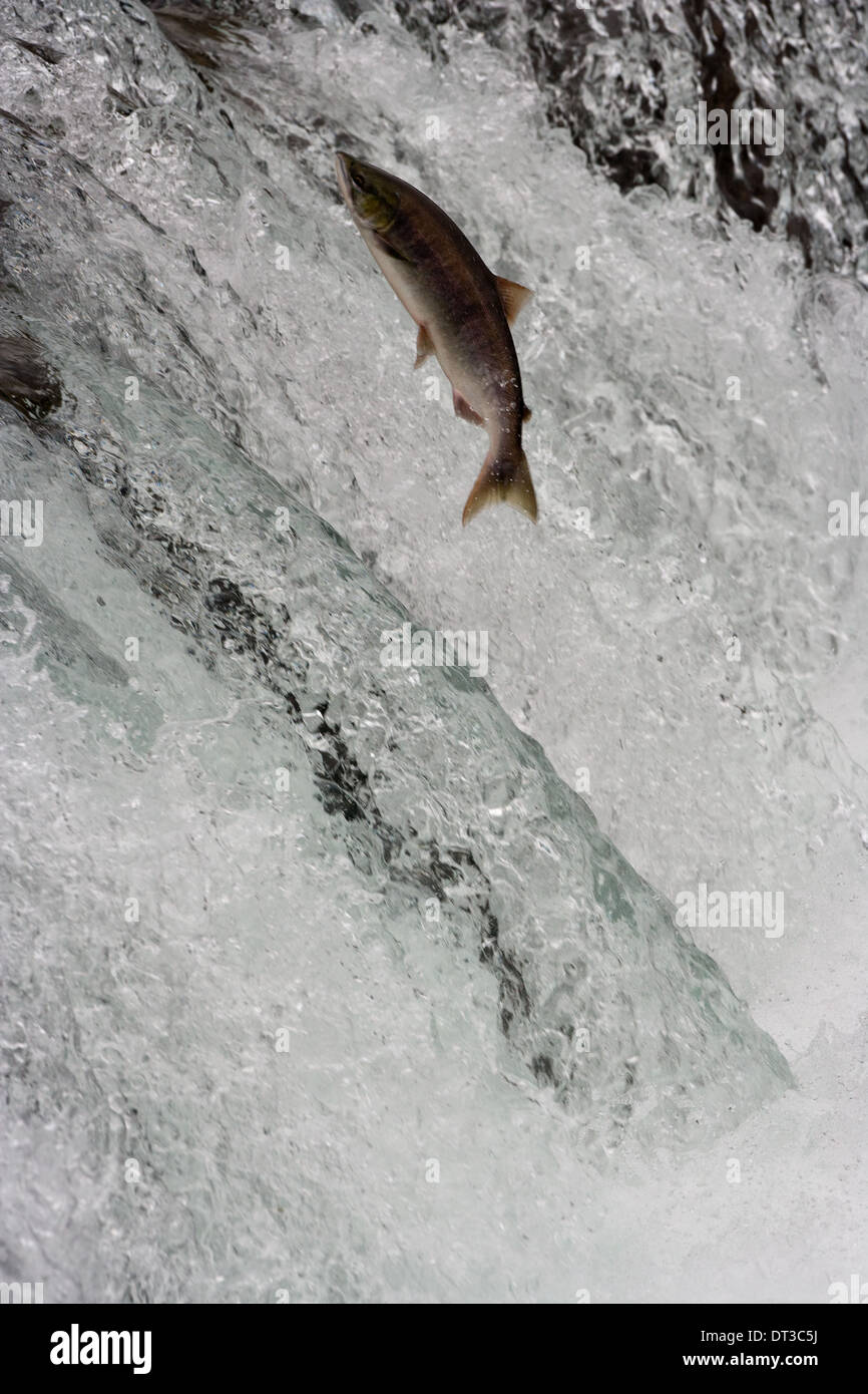 Salmon Jumping Upstream