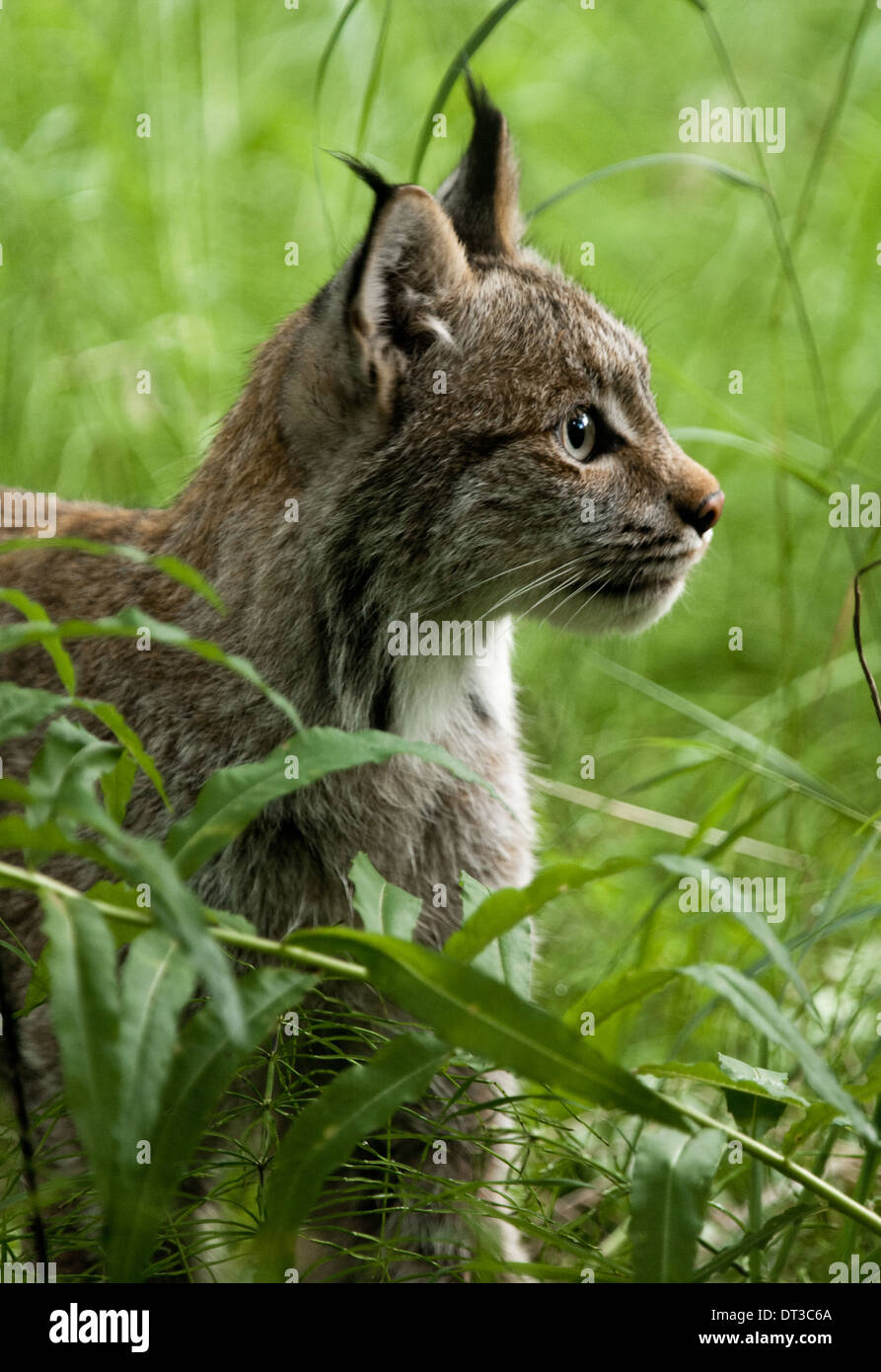 Felis lynx canadensis hi-res stock photography and images - Alamy