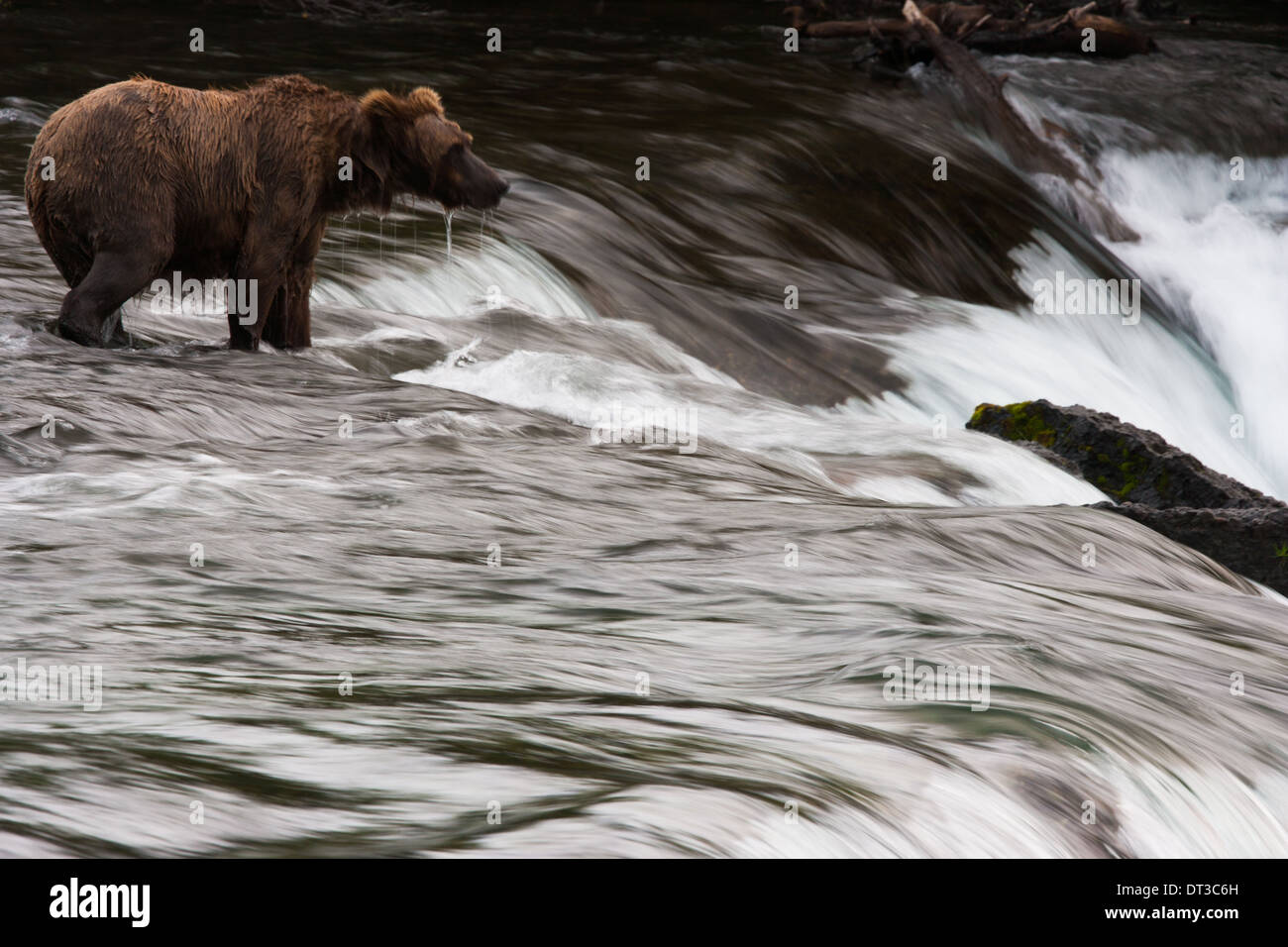 Brown bear, Katmai National Park, Alaska, USA Stock Photo - Alamy