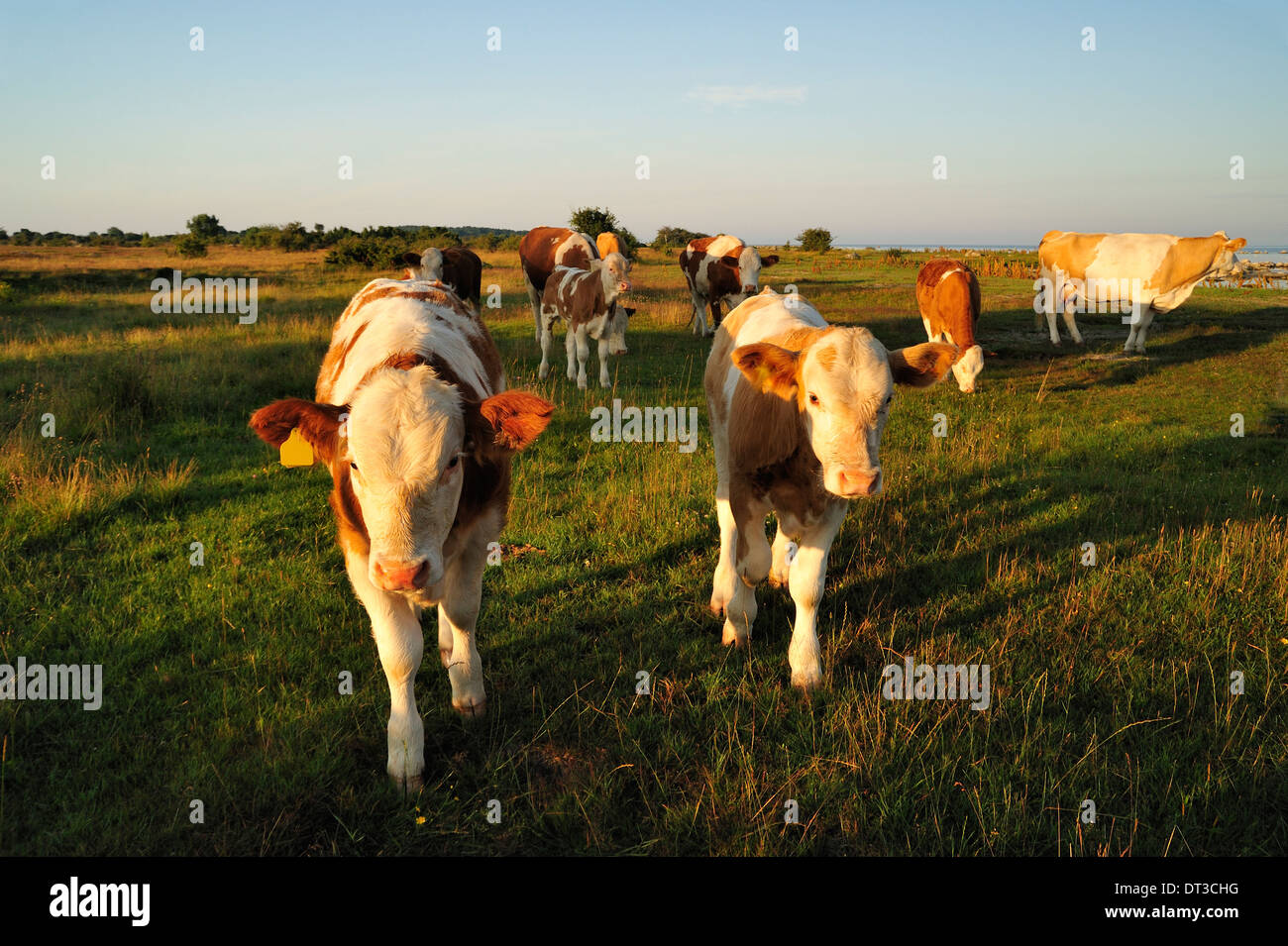 Multi colored cows hi-res stock photography and images - Alamy