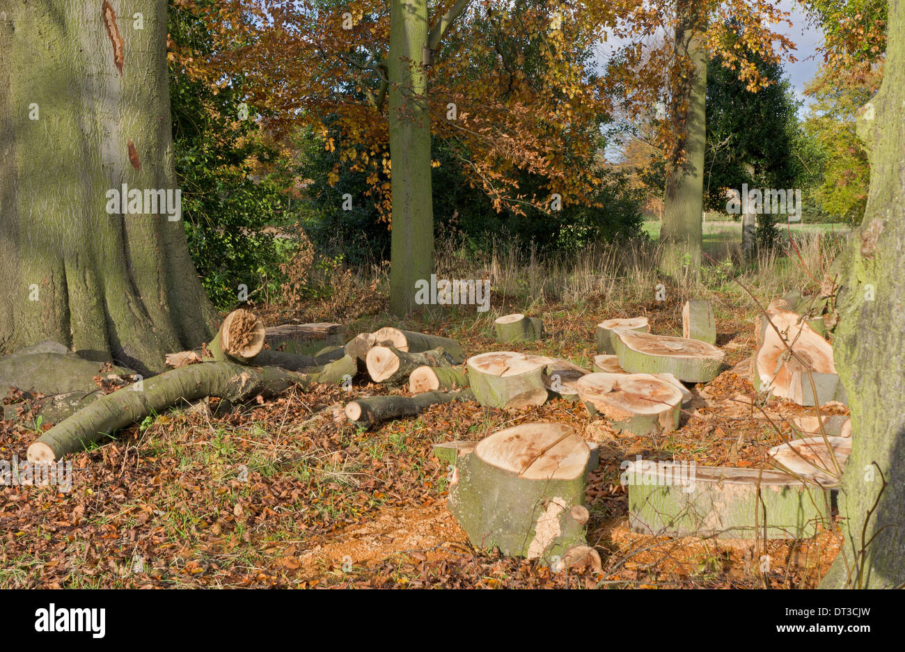 Cut Back Tree High Resolution Stock Photography and Images - Alamy