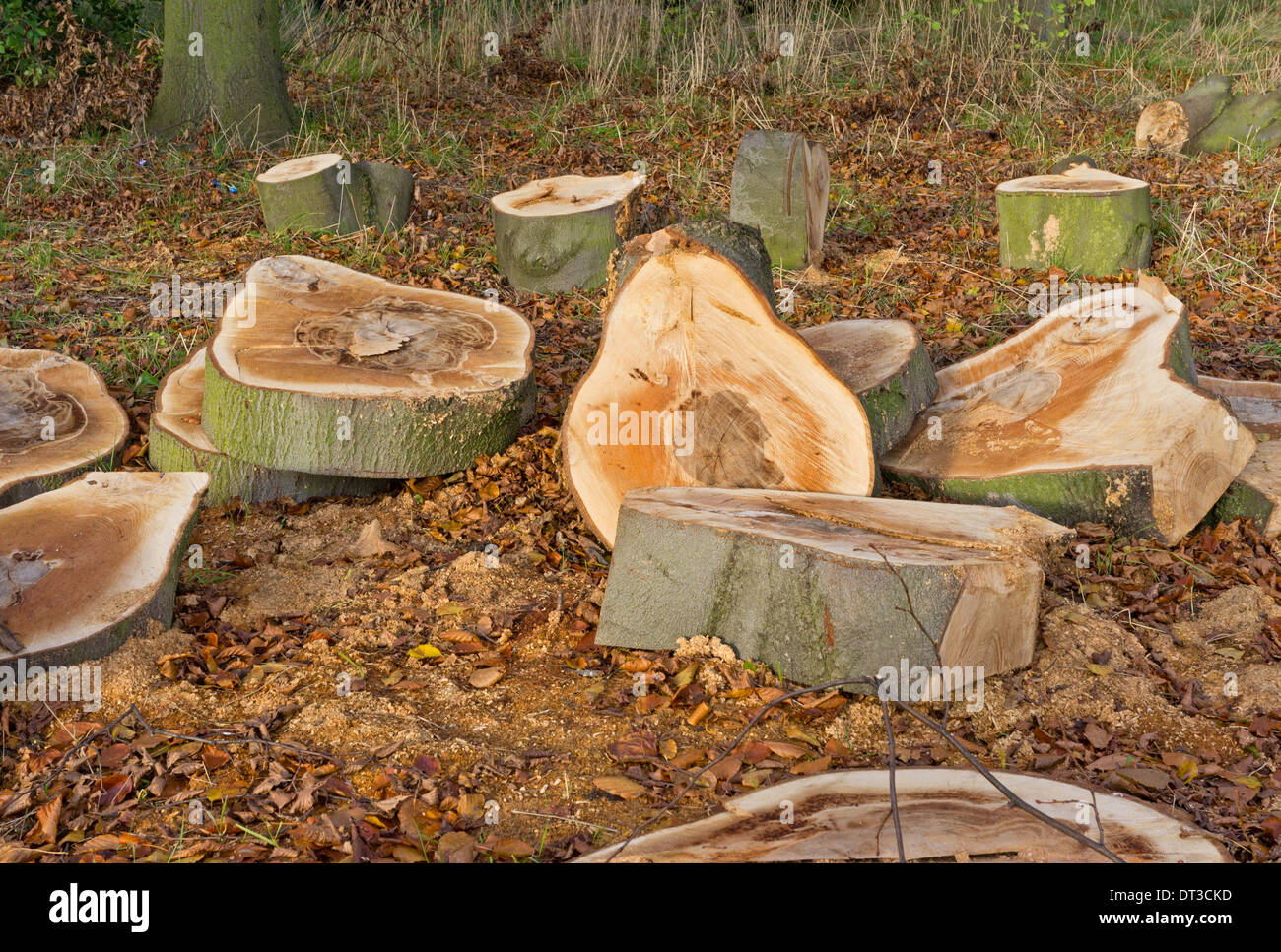 Tree stumps and cut logs in a woodland setting, UK Stock Photo - Alamy
