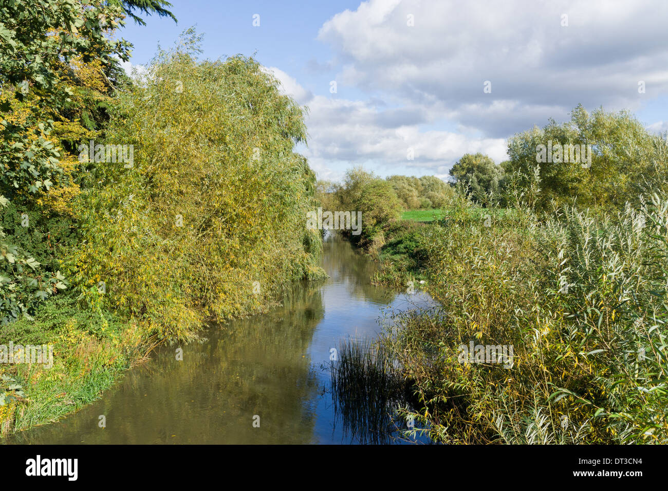 Water ouzel uk hi-res stock photography and images - Alamy