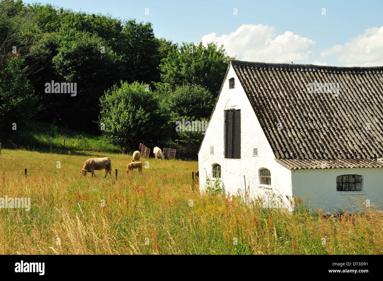 Farmhouse exterior cows hi-res stock photography and images - Alamy