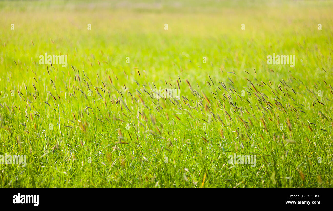Beautiful tall green grass grass hi-res stock photography and images ...