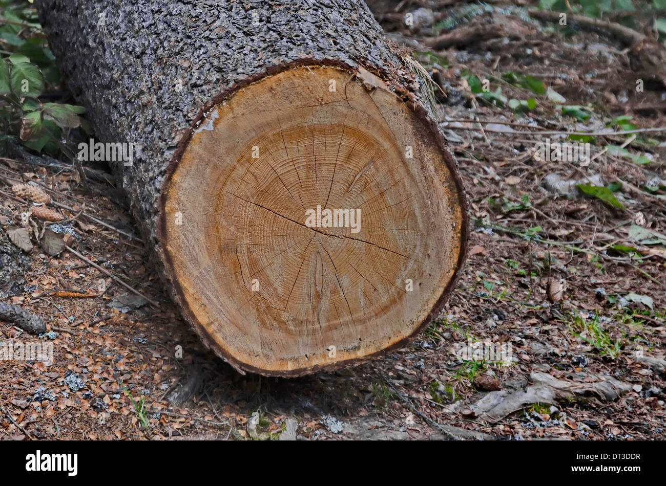 Log a coniferous tree with clock in the field Stock Photo - Alamy