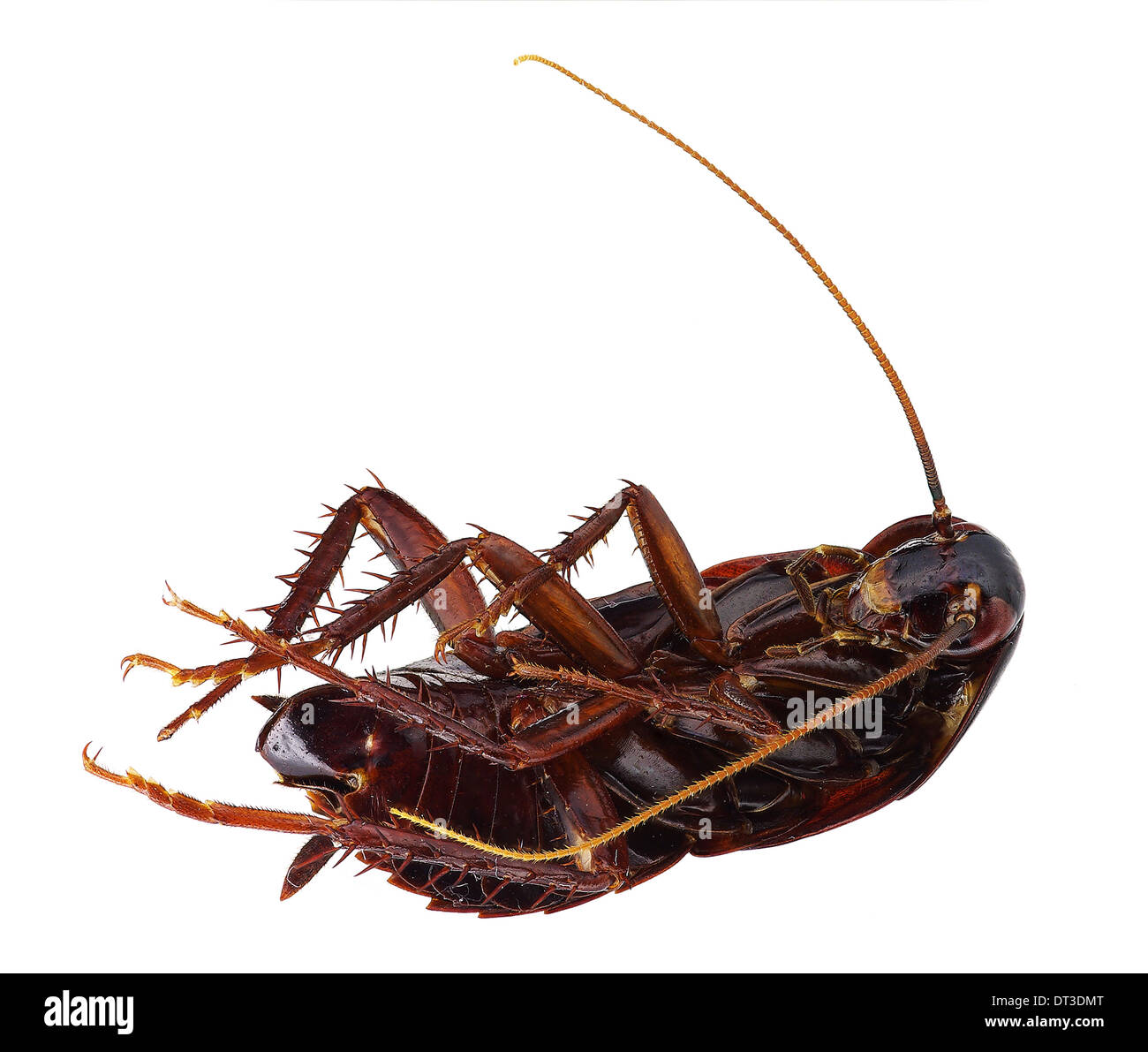 Dead cockroach (Blatta orientalis) in lateral view Stock Photo - Alamy