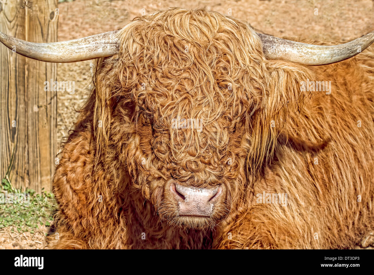 Curly Cow High Resolution Stock Photography and Images - Alamy