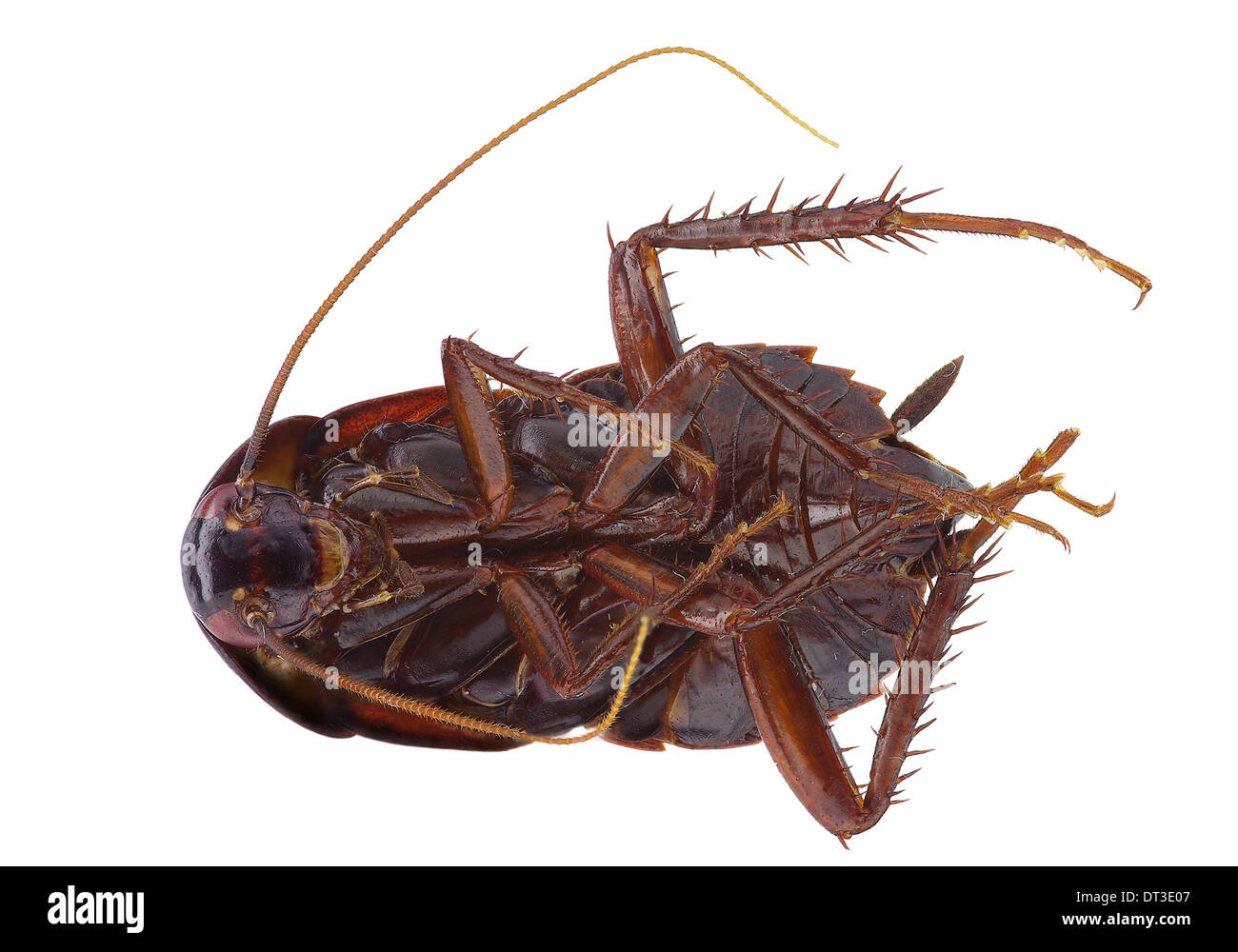 Dead cockroach (Blatta orientalis) upside down Stock Photo - Alamy