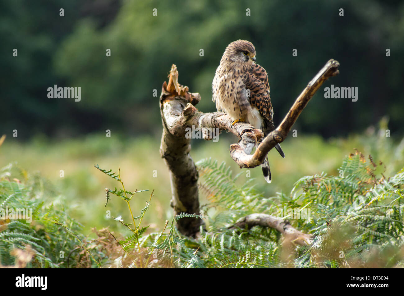 Common kestrel uk hi-res stock photography and images - Alamy