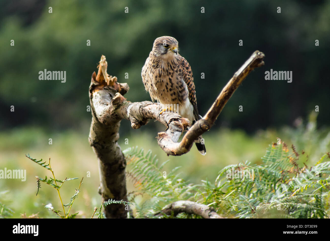 Common kestrel uk hi-res stock photography and images - Alamy