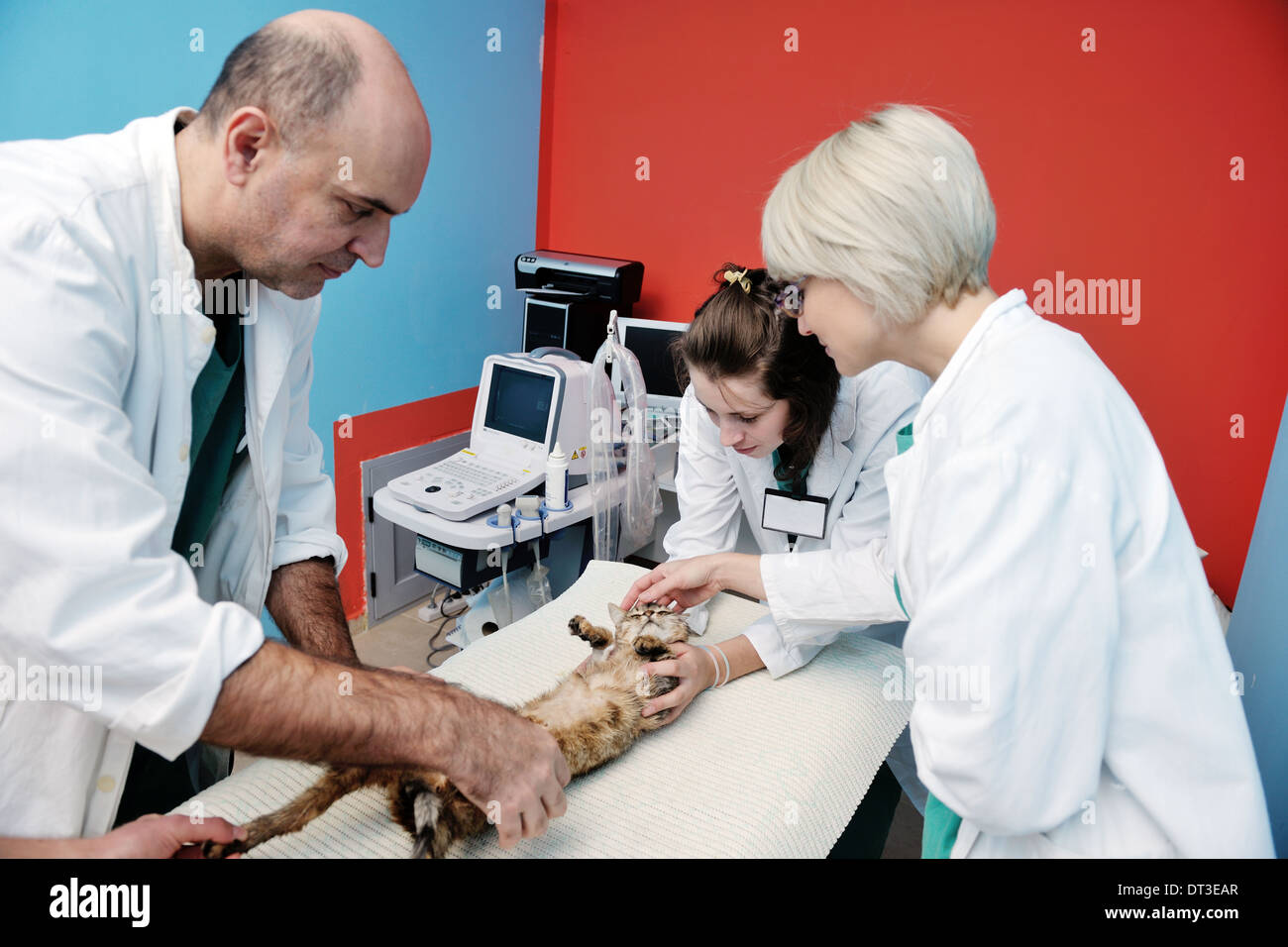 veterinarian and assistant in a small animal clinic Stock Photo - Alamy