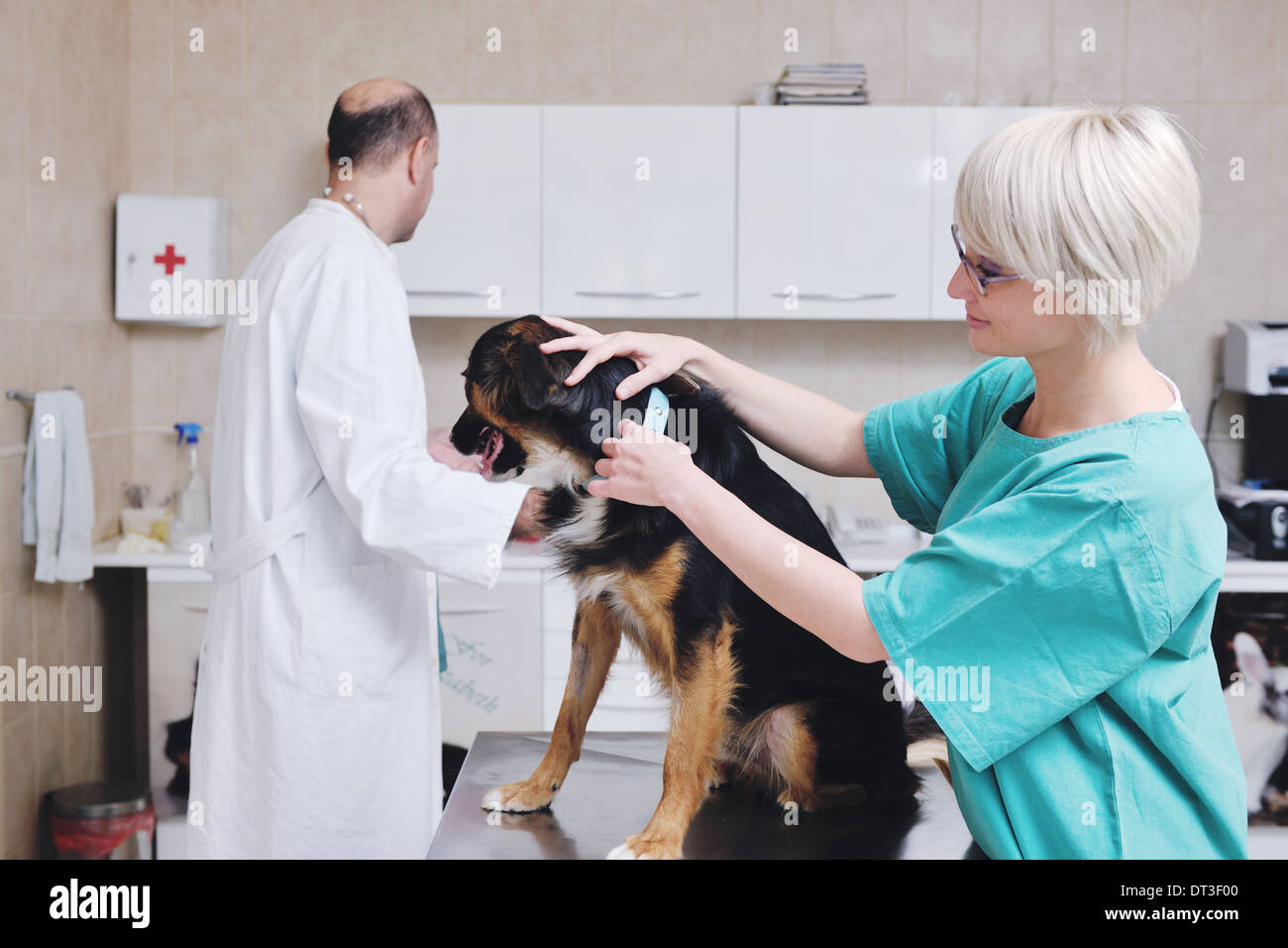 veterinarian and assistant in a small animal clinic Stock Photo - Alamy