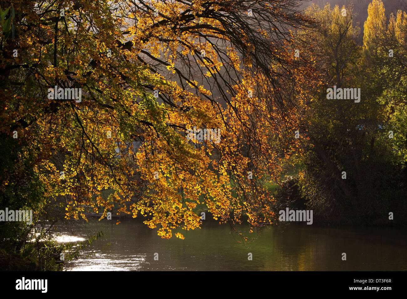 Over hanging tree over the River Thames, Goring, Oxfordshire, England ...