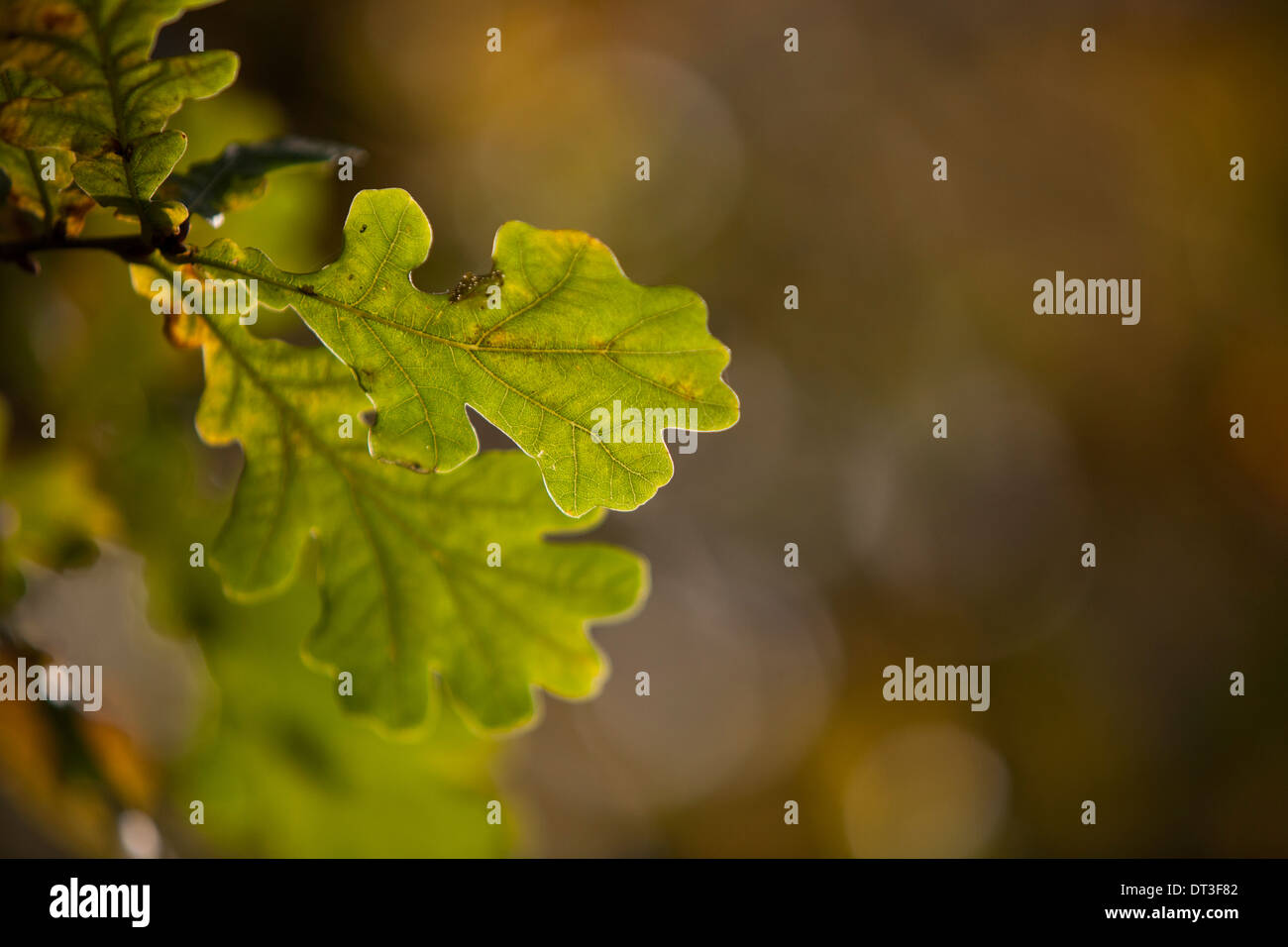 Oak and beech trees hi-res stock photography and images - Alamy