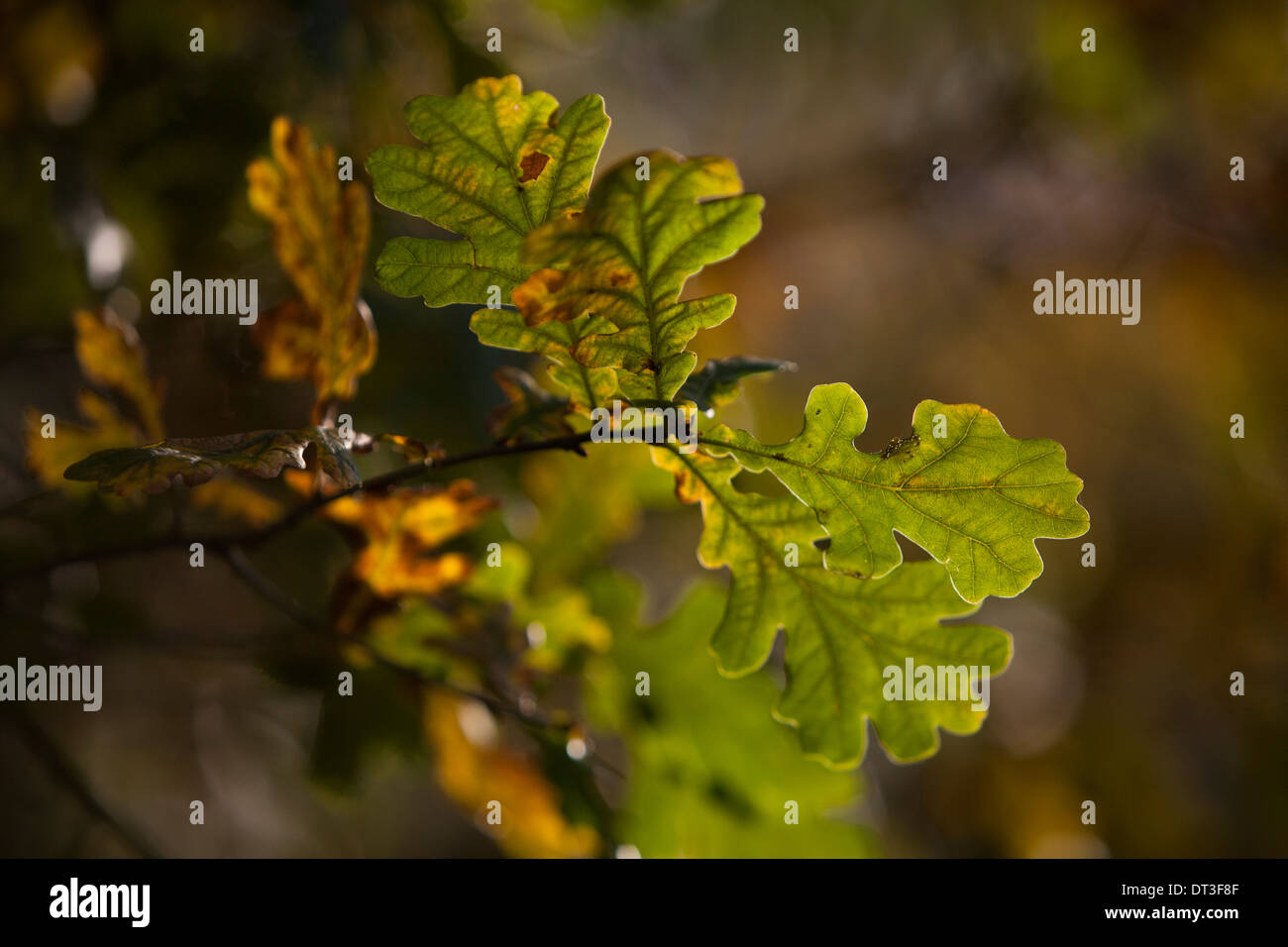Close up of oak tree leaves Stock Photo - Alamy