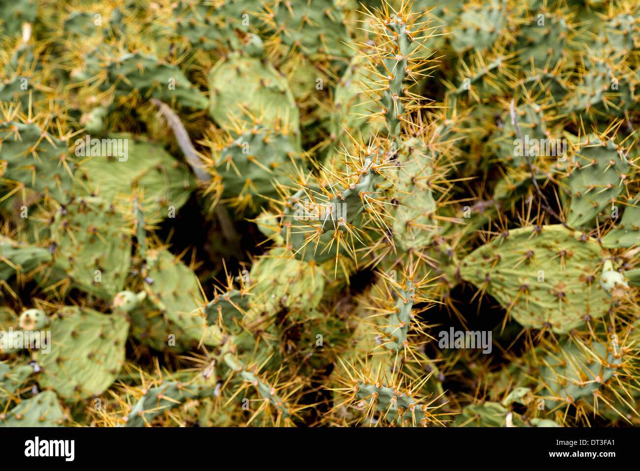 Cacti sticker hi-res stock photography and images - Alamy