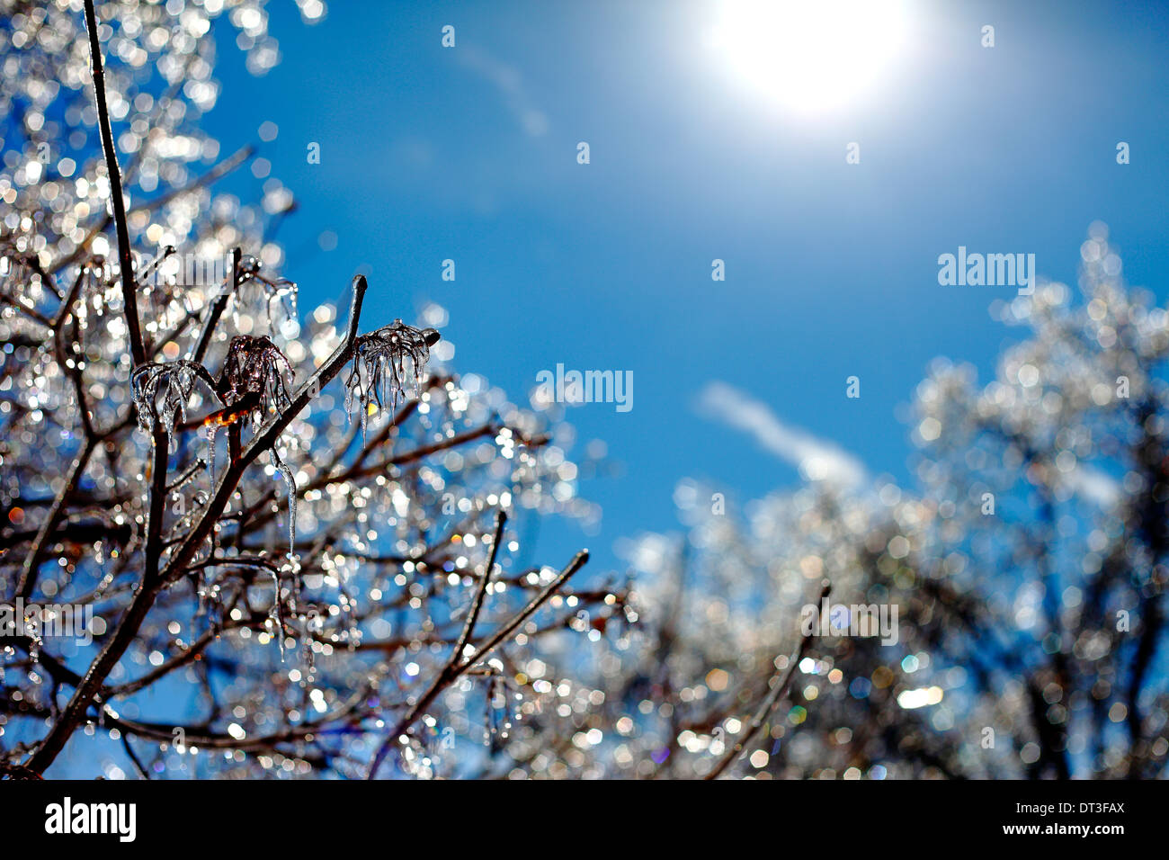 Ice on a tree sparkles in the sunshine Stock Photo - Alamy