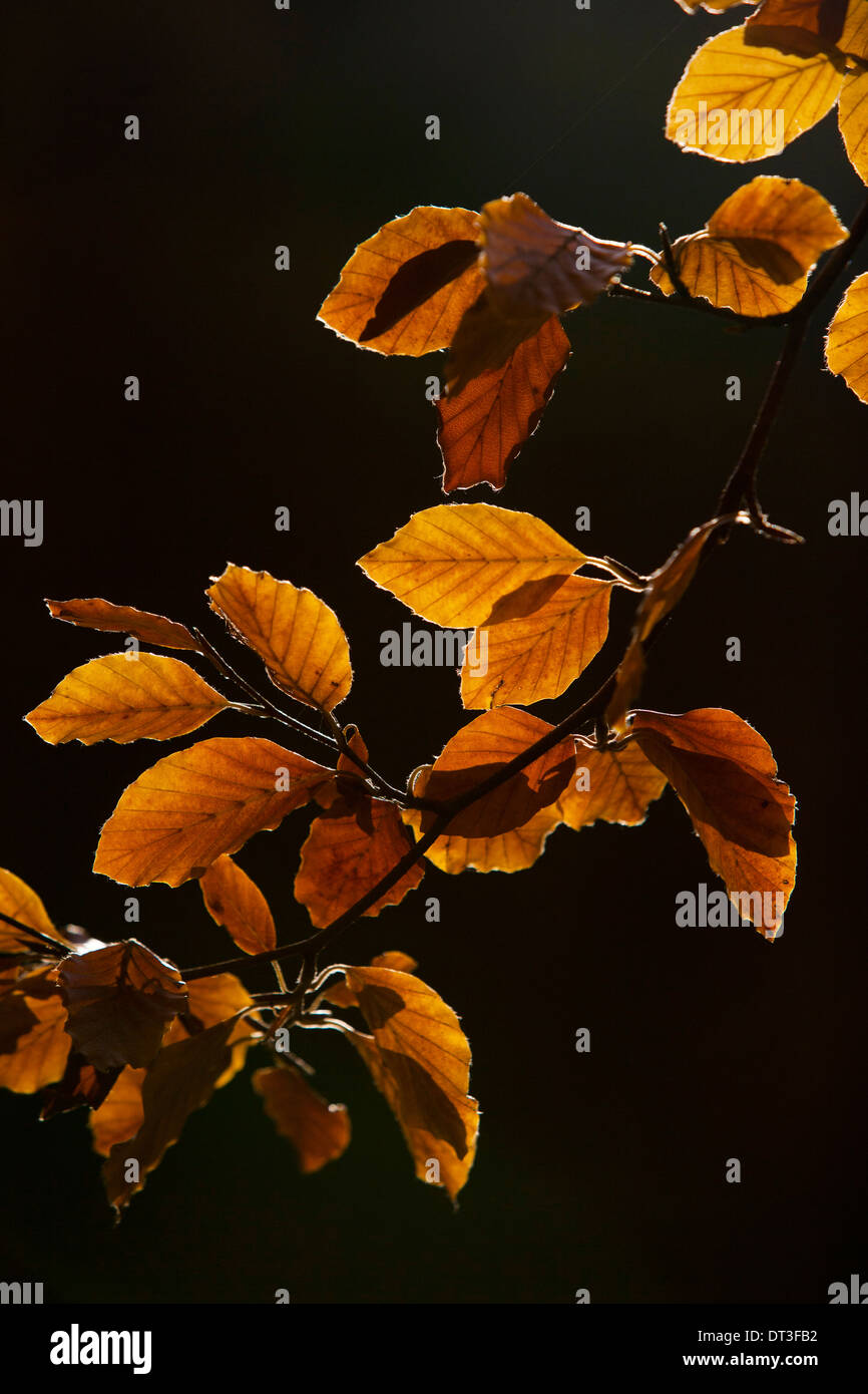 Falling beech leaves hi-res stock photography and images - Alamy