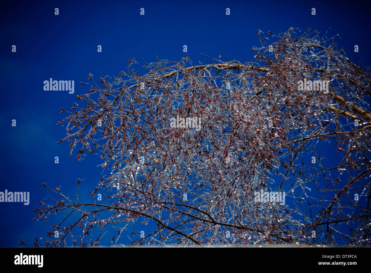 Frozen tree branch against a sunny blue sky Stock Photo - Alamy
