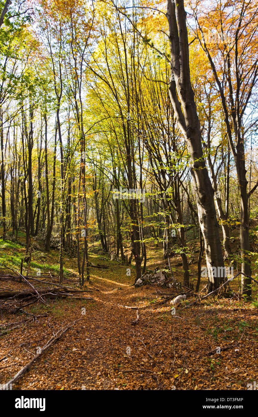 Sunlight on a path through forest hi-res stock photography and images ...