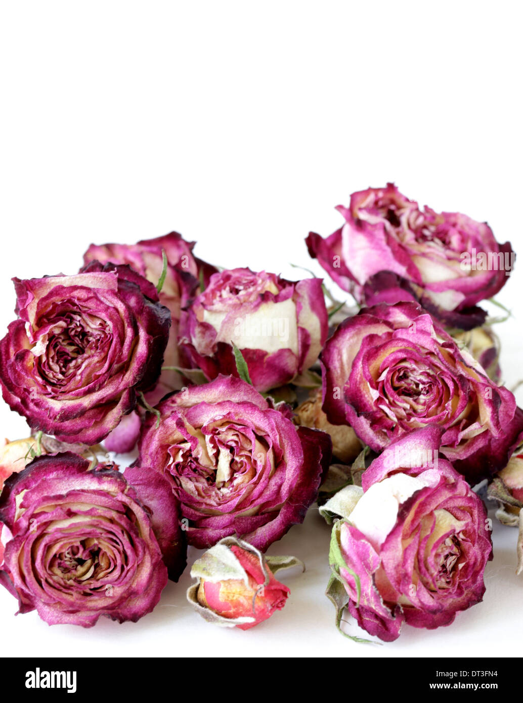 flower buds dry roses on a white background Stock Photo - Alamy