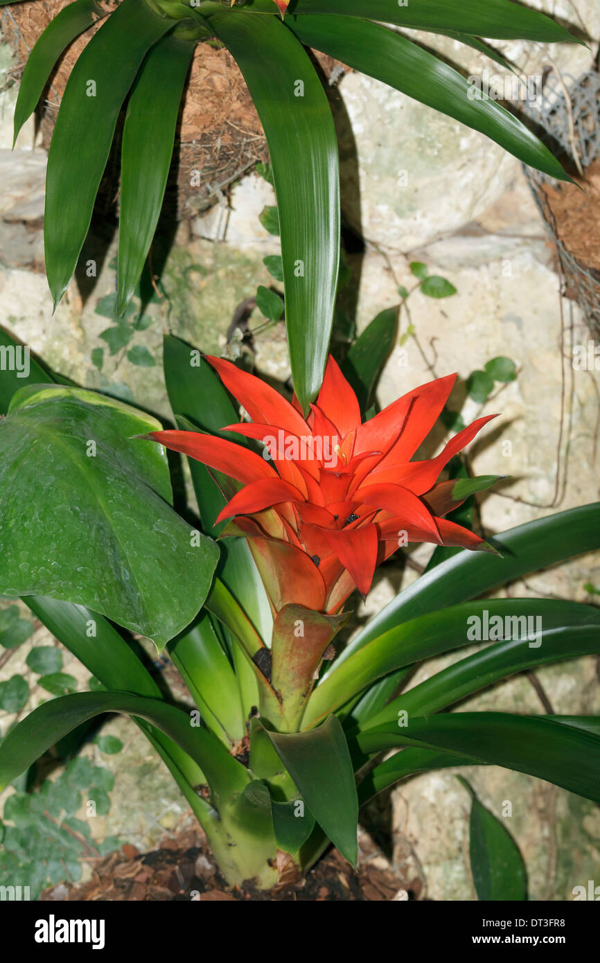 Beautiful guzmania magnifica flower hi-res stock photography and images ...