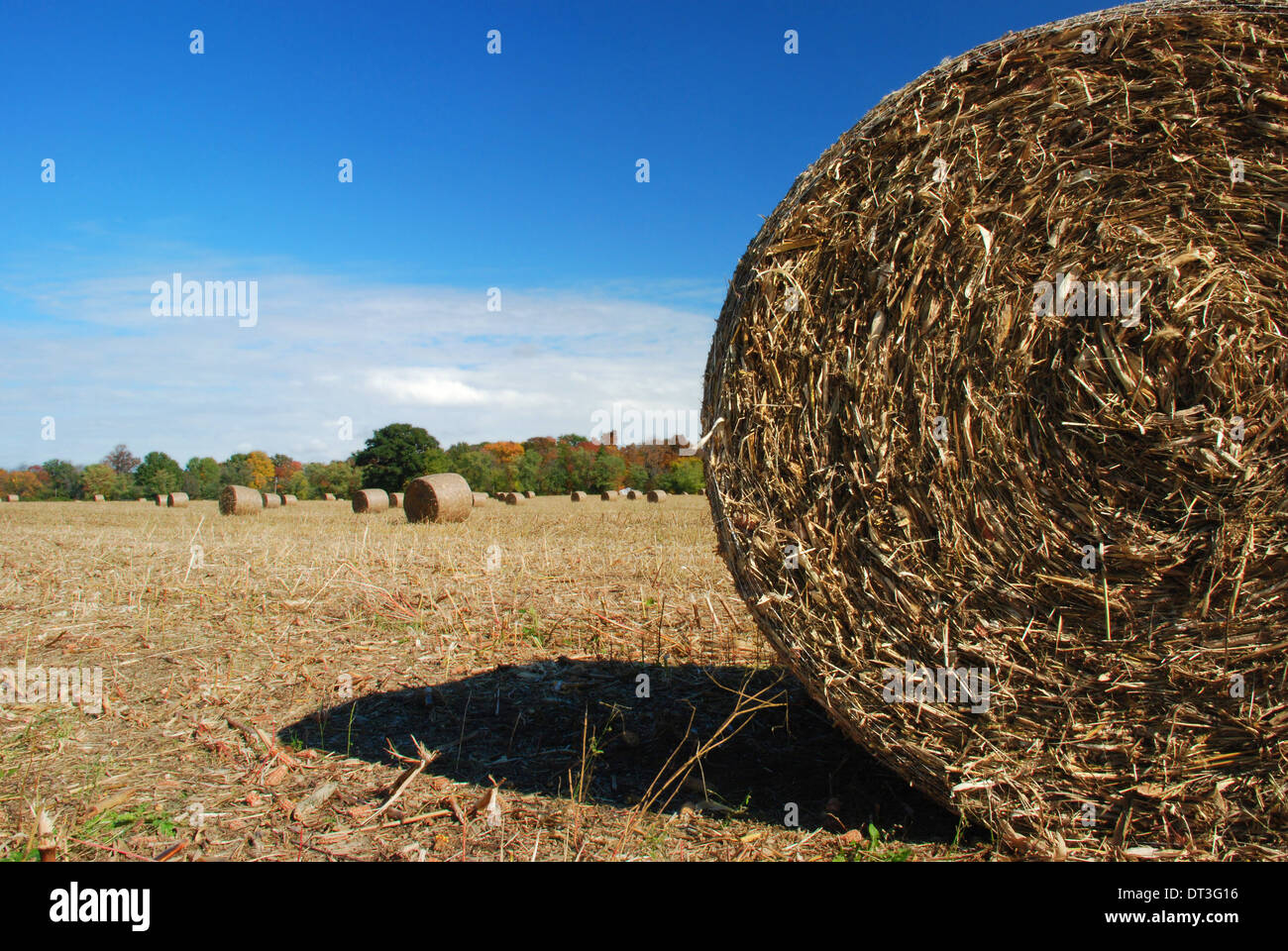 Circular hay bales being harvested in a field Stock Photo - Alamy